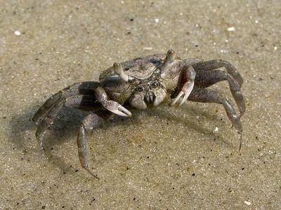 Fiddler Crab Care : 6 Steps - Instructables