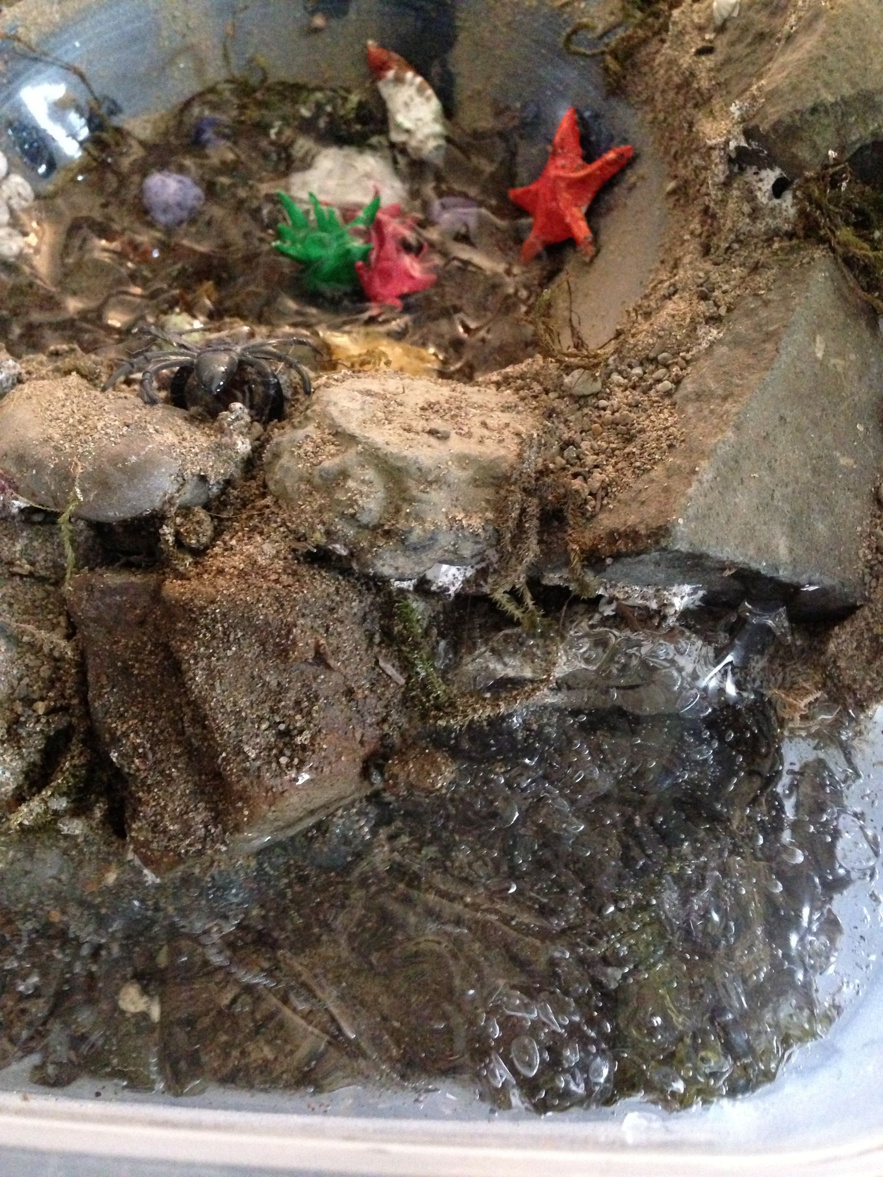 The Tide Pool Diorama : 4 Steps - Instructables
