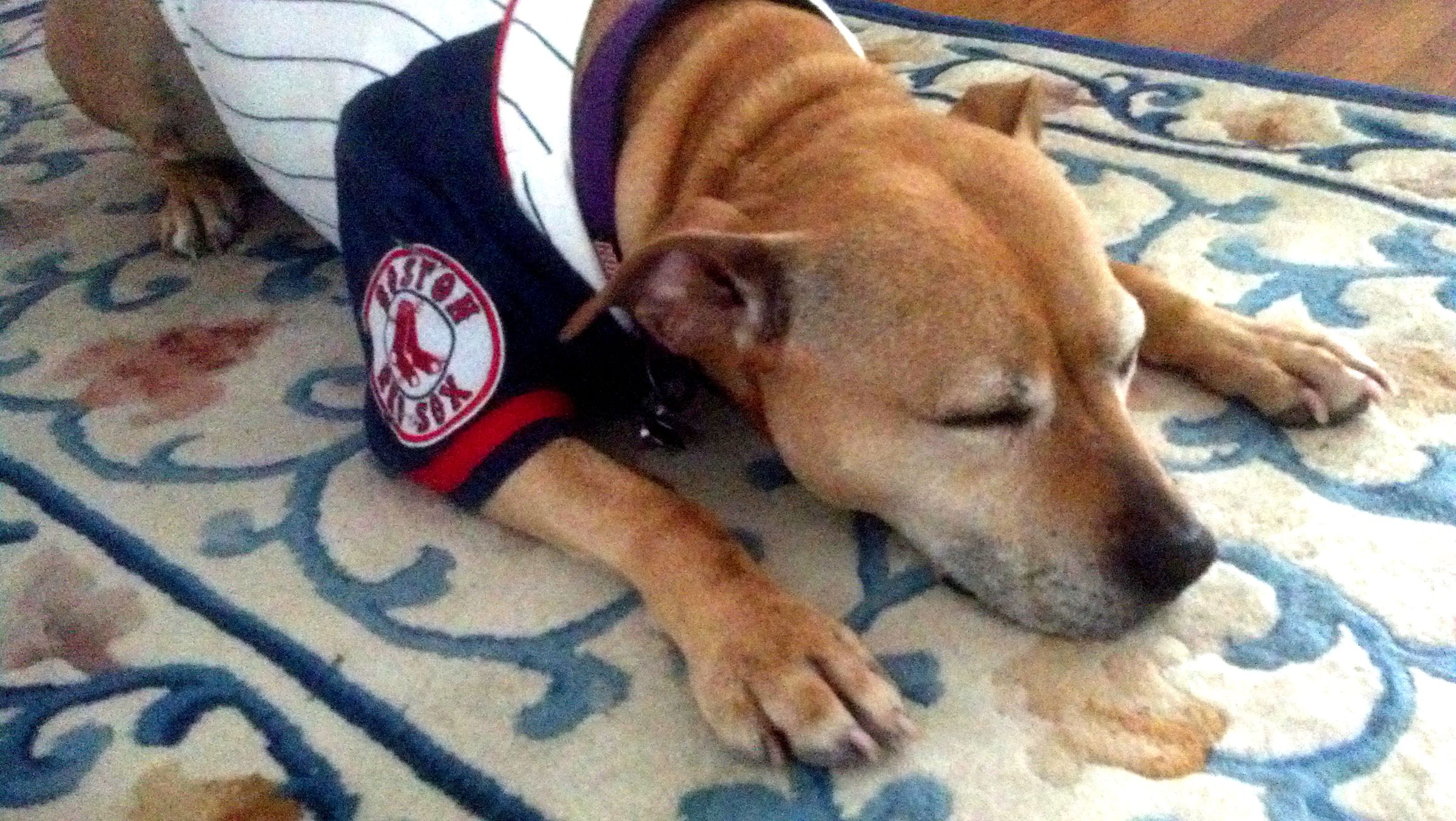 Alter Human Shirts to Fit a Dog's Body - Instructables