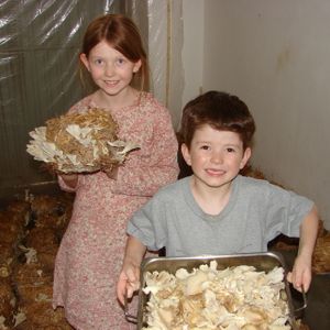 How to Grow Oyster Mushrooms (Low Tech) : 9 Steps (with Pictures ...