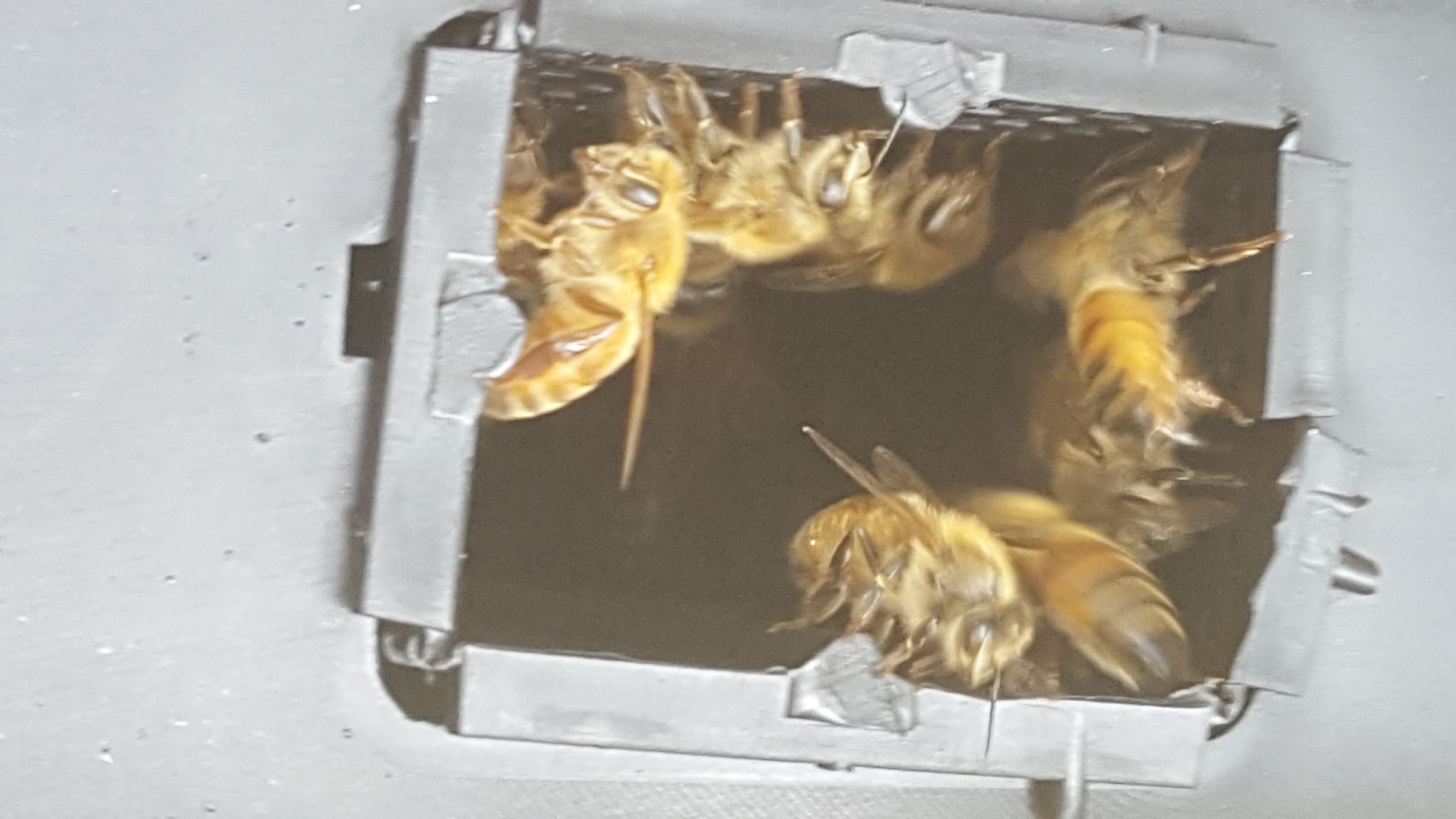 Honey Bee Syrup (with Pictures) - Instructables