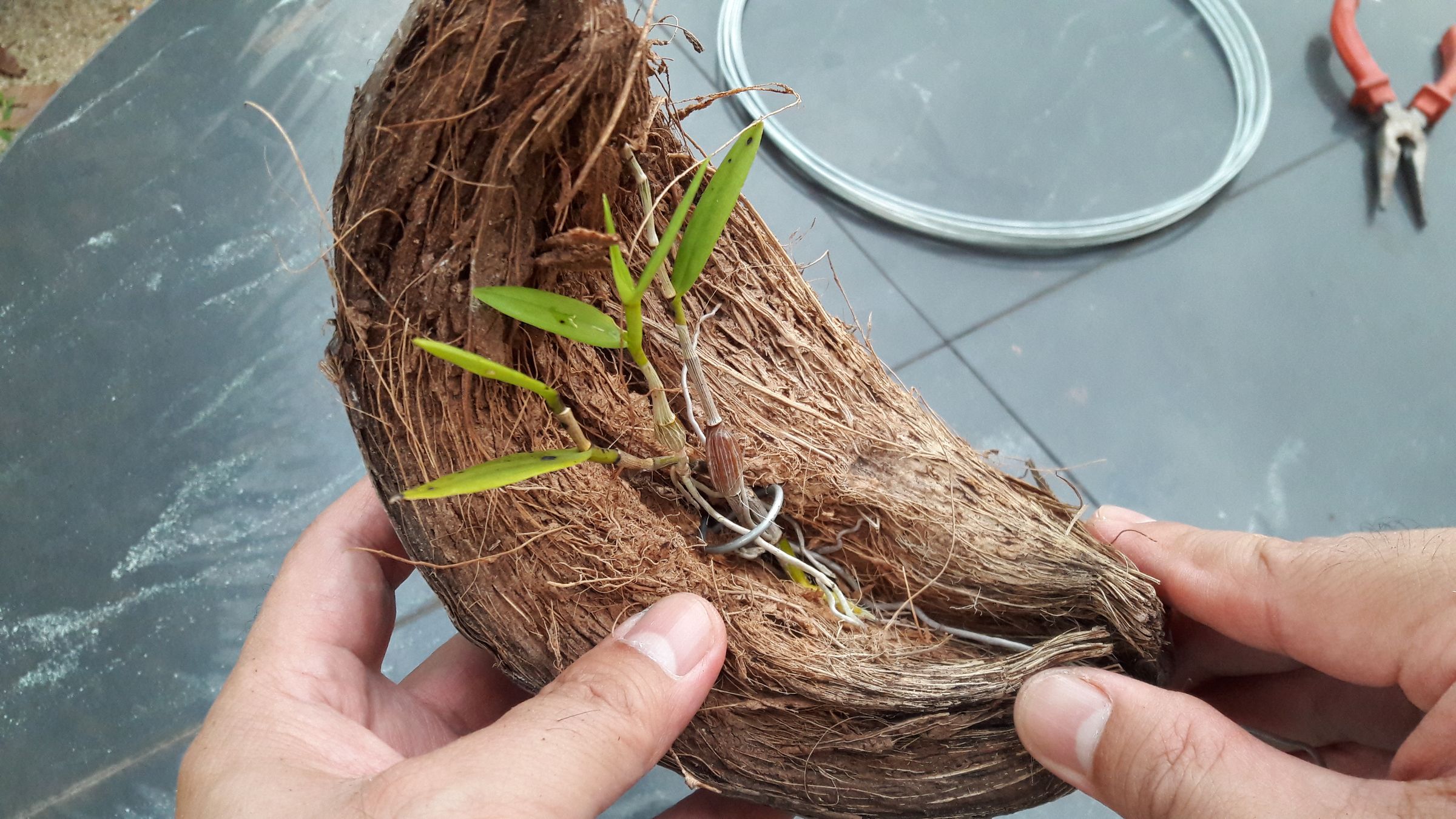 Coconut Husk Planter for Orchid : 4 Steps (with Pictures) - Instructables