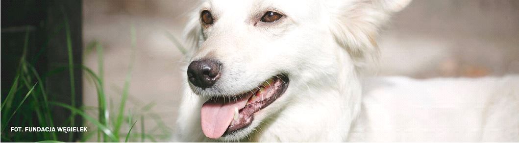 Dog Wheelchair (quad) : 6 Steps (with Pictures) - Instructables