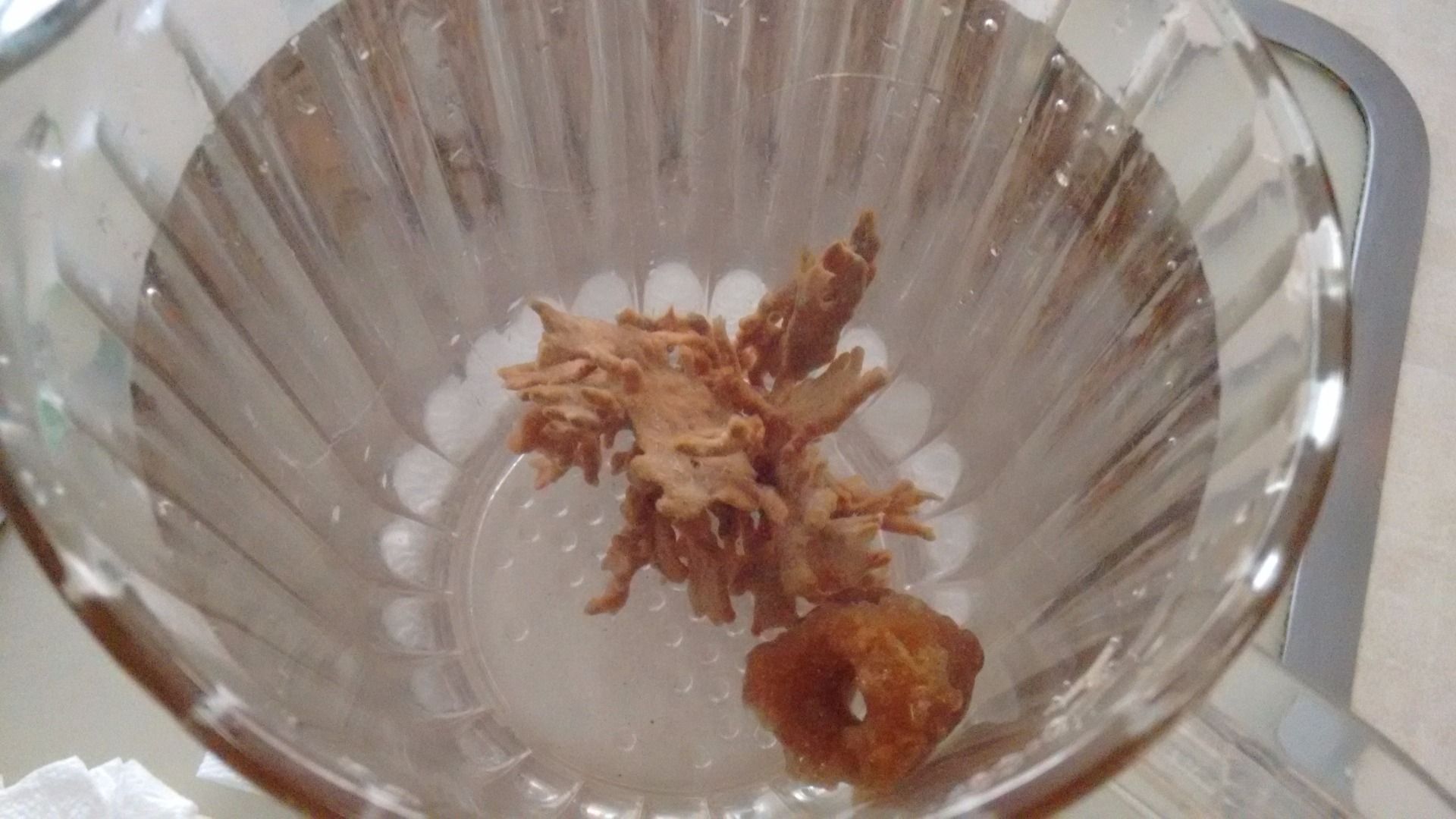 Sponging Up: Cleaning & Preserving Beachcombed Sponges : 10 Steps (with ...