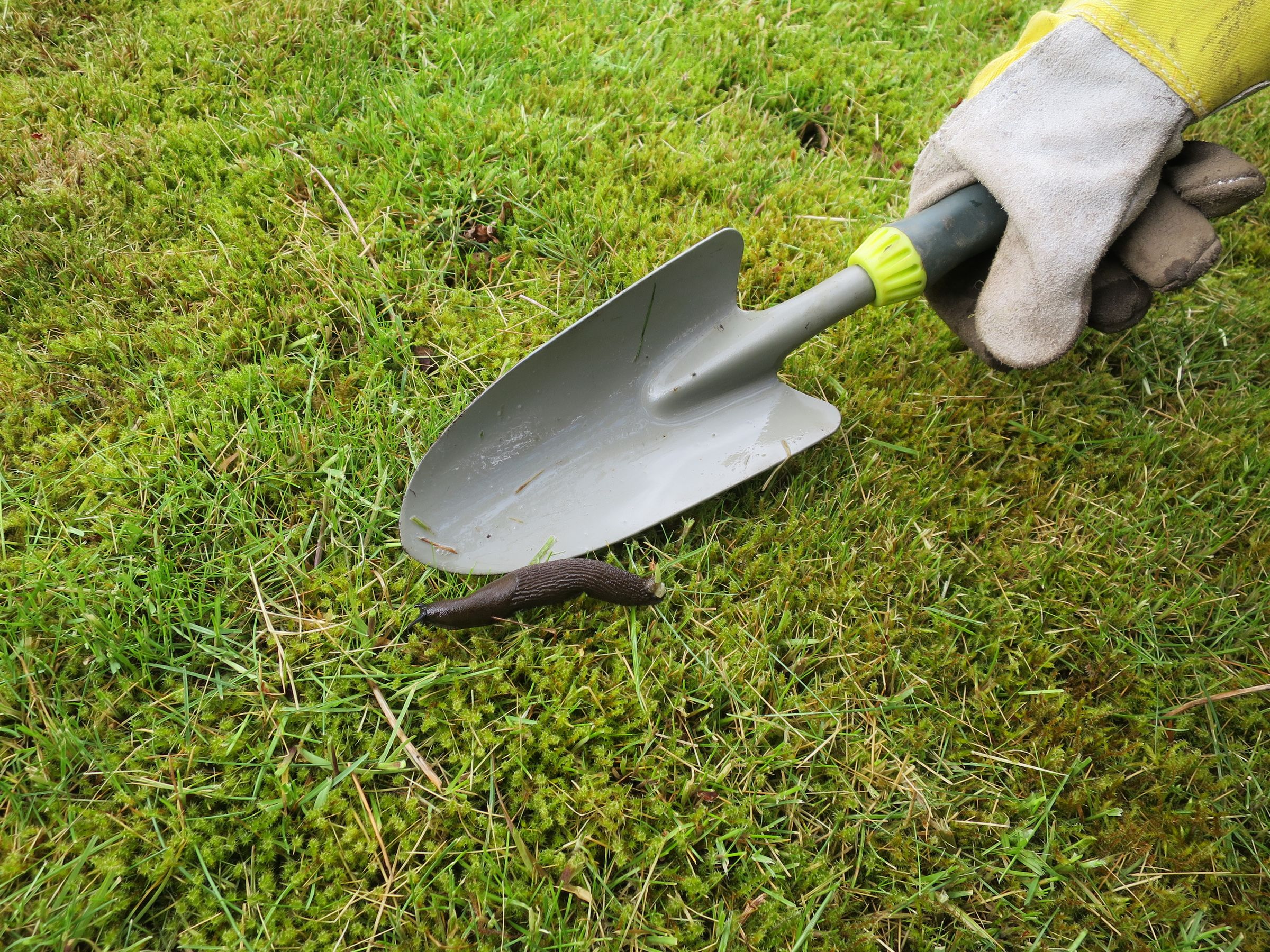 Teaching Birds to Eat Invasive Slugs/ a Poison Free Slug Killer : 6 ...
