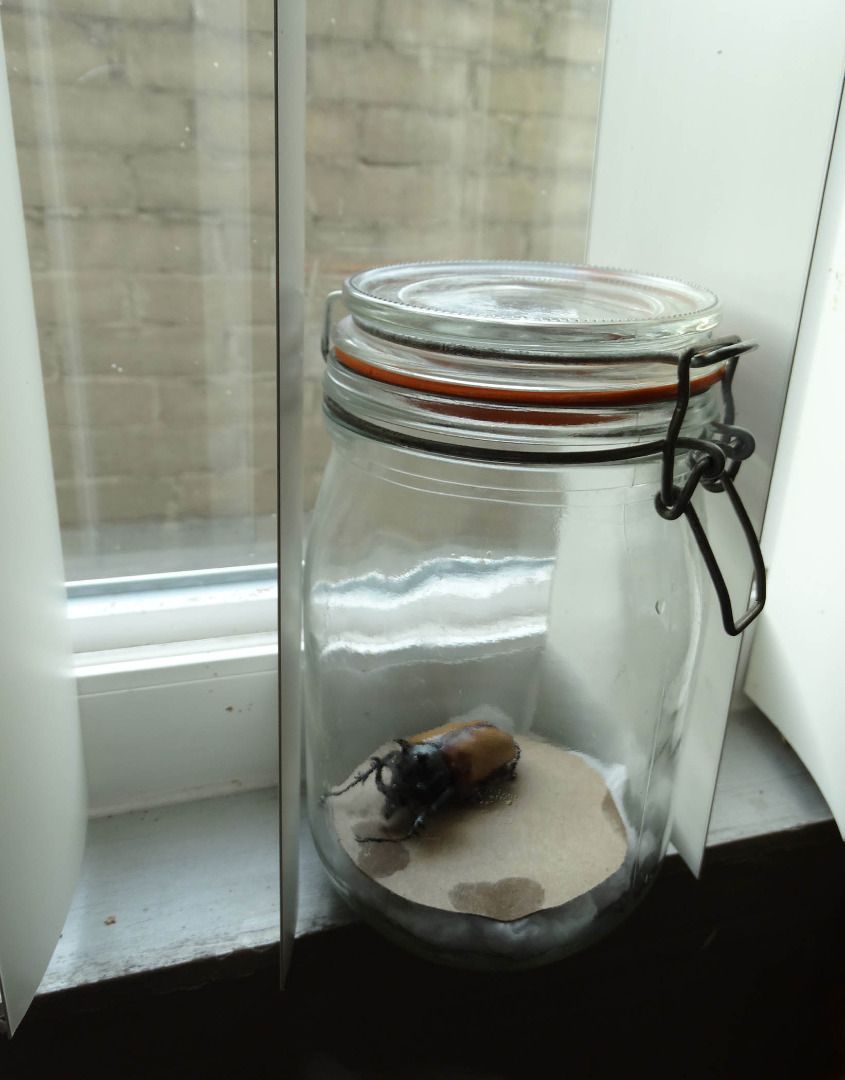 Jumping Bugs In A Jar
