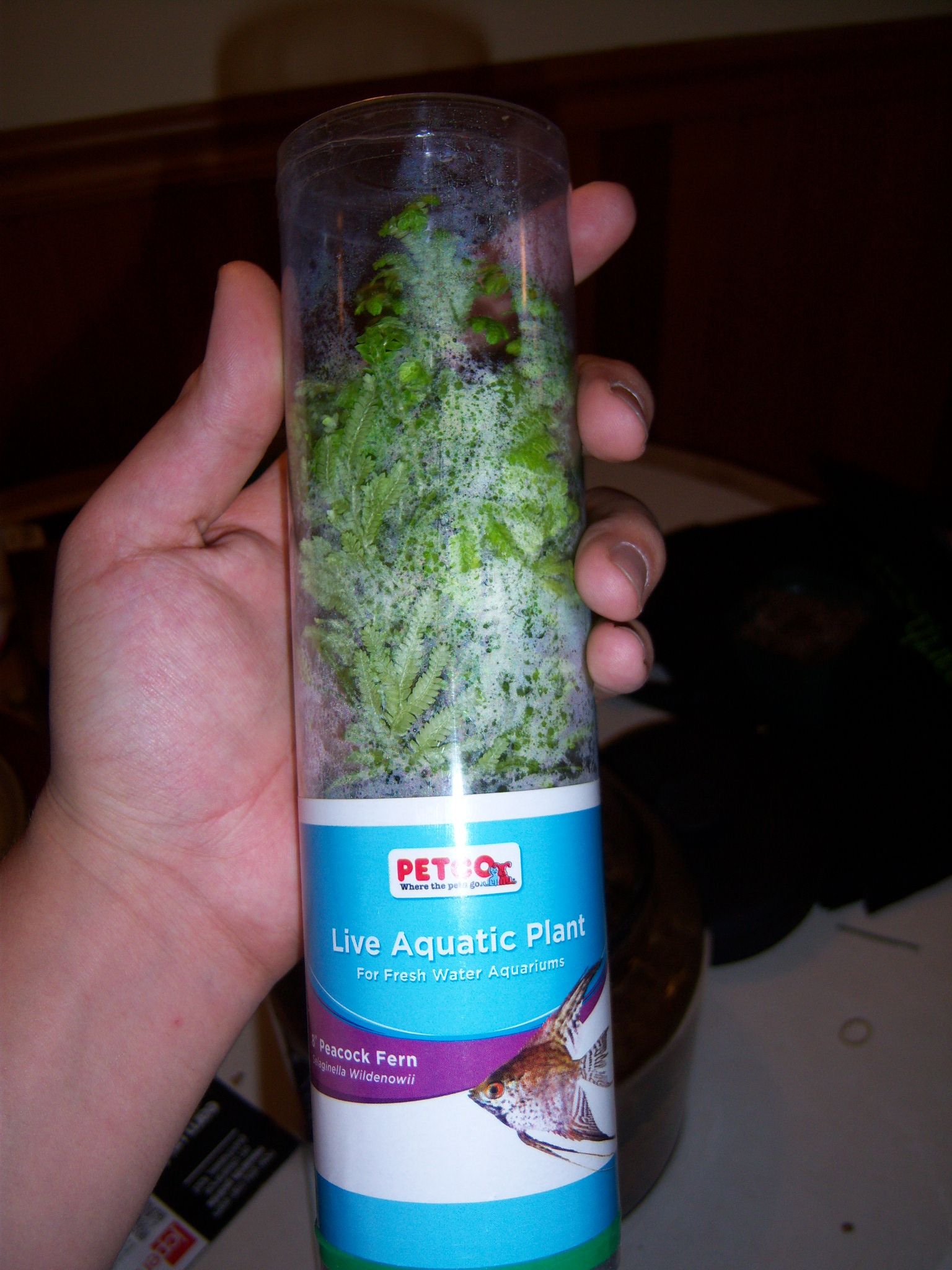 A Low Maintenance/self Sustaining Ecosystem and Aquarium! : 9 Steps ...