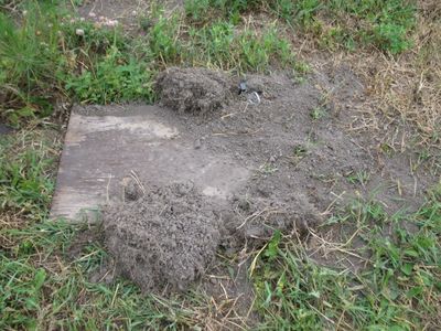 How to Trap a Gopher : 7 Steps - Instructables