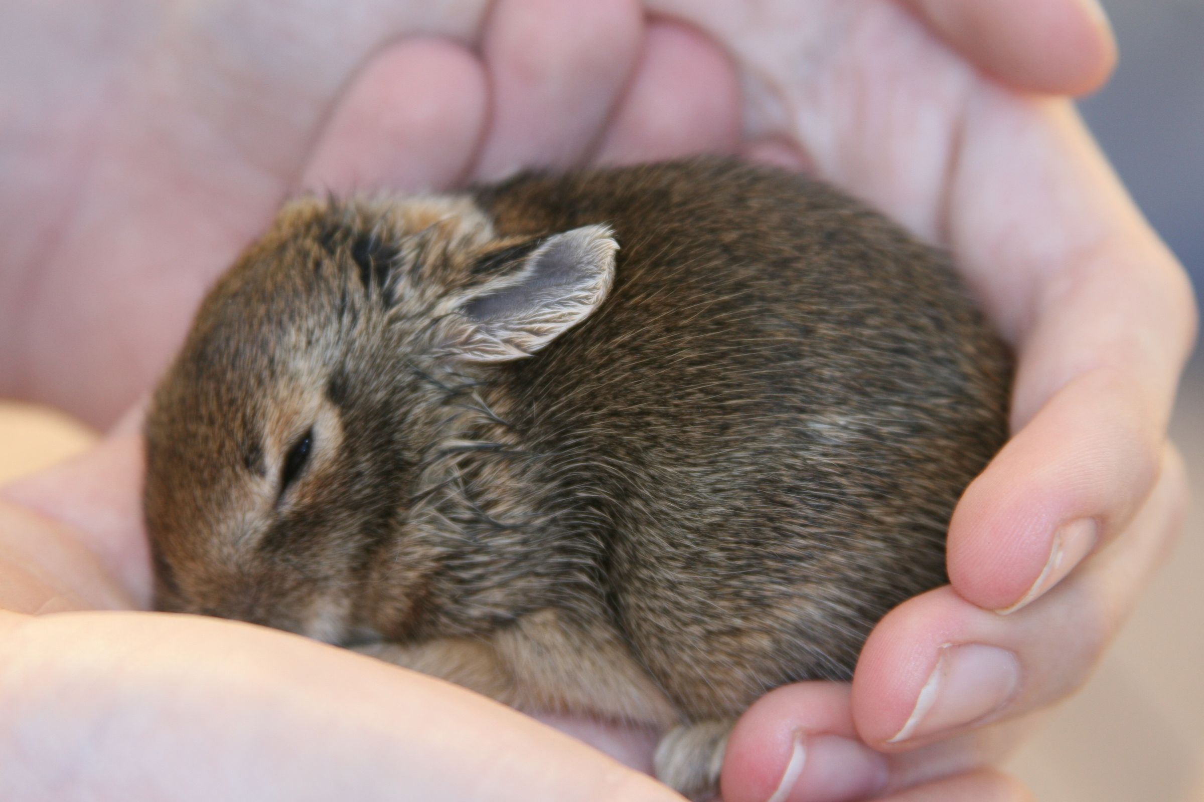 How to Care for a Wild Rabbit Nest : 5 Steps (with Pictures ...