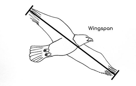 Wearable Bird Wings : 10 Steps - Instructables