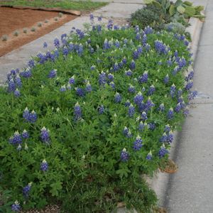 Harvest Bluebonnet Seeds : 3 Steps - Instructables