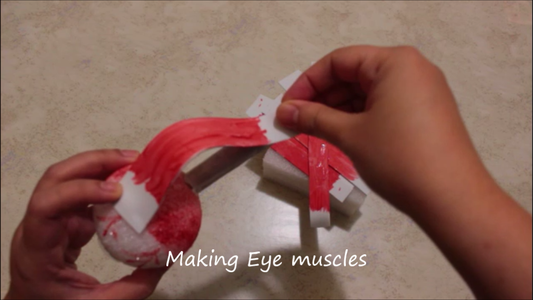 How to Make 3D Human Eye Model: Easy Way - Instructables