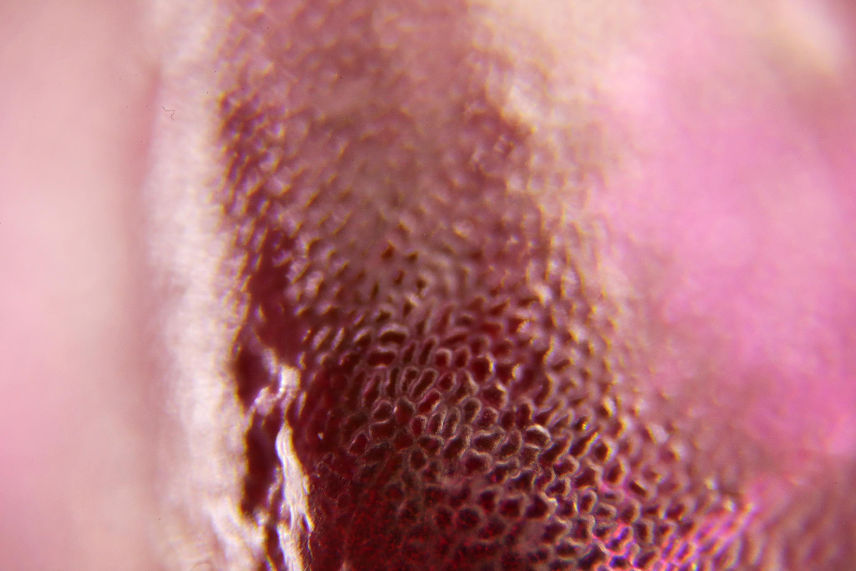 DSLR Microphotography : 12 Steps (with Pictures) - Instructables