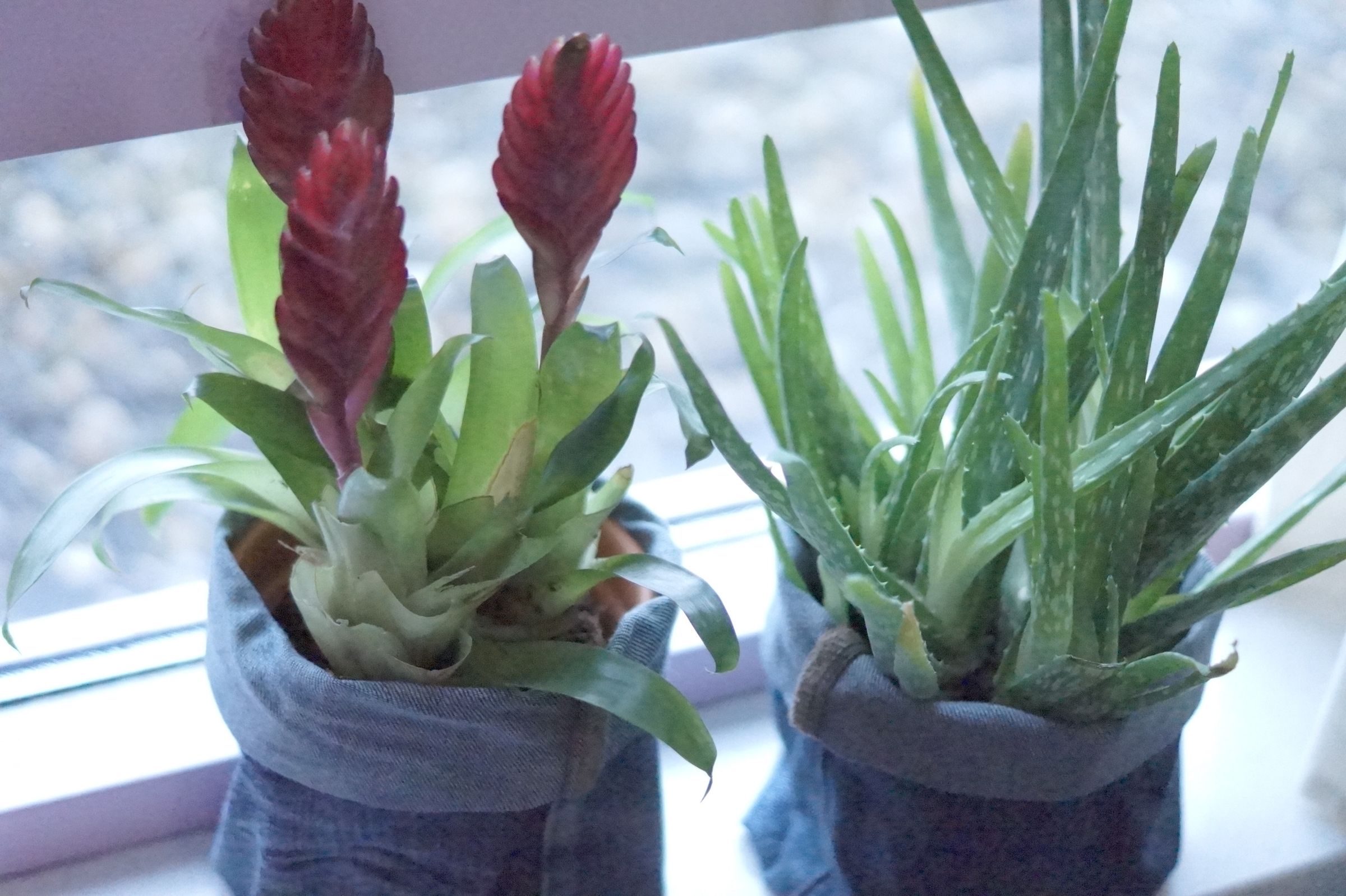 DIY Jean Planters - Recycled : 9 Steps (with Pictures) - Instructables