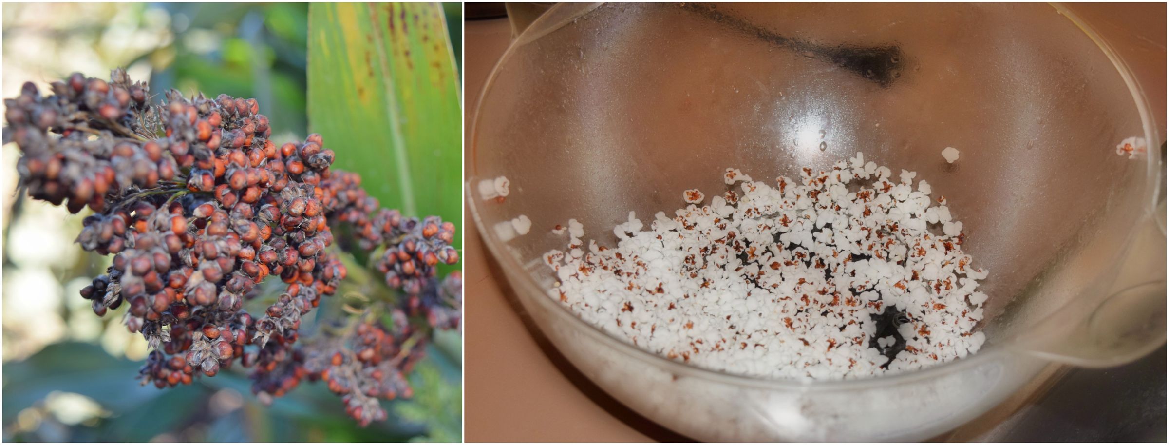 Popped Milo : 4 Steps (with Pictures) - Instructables