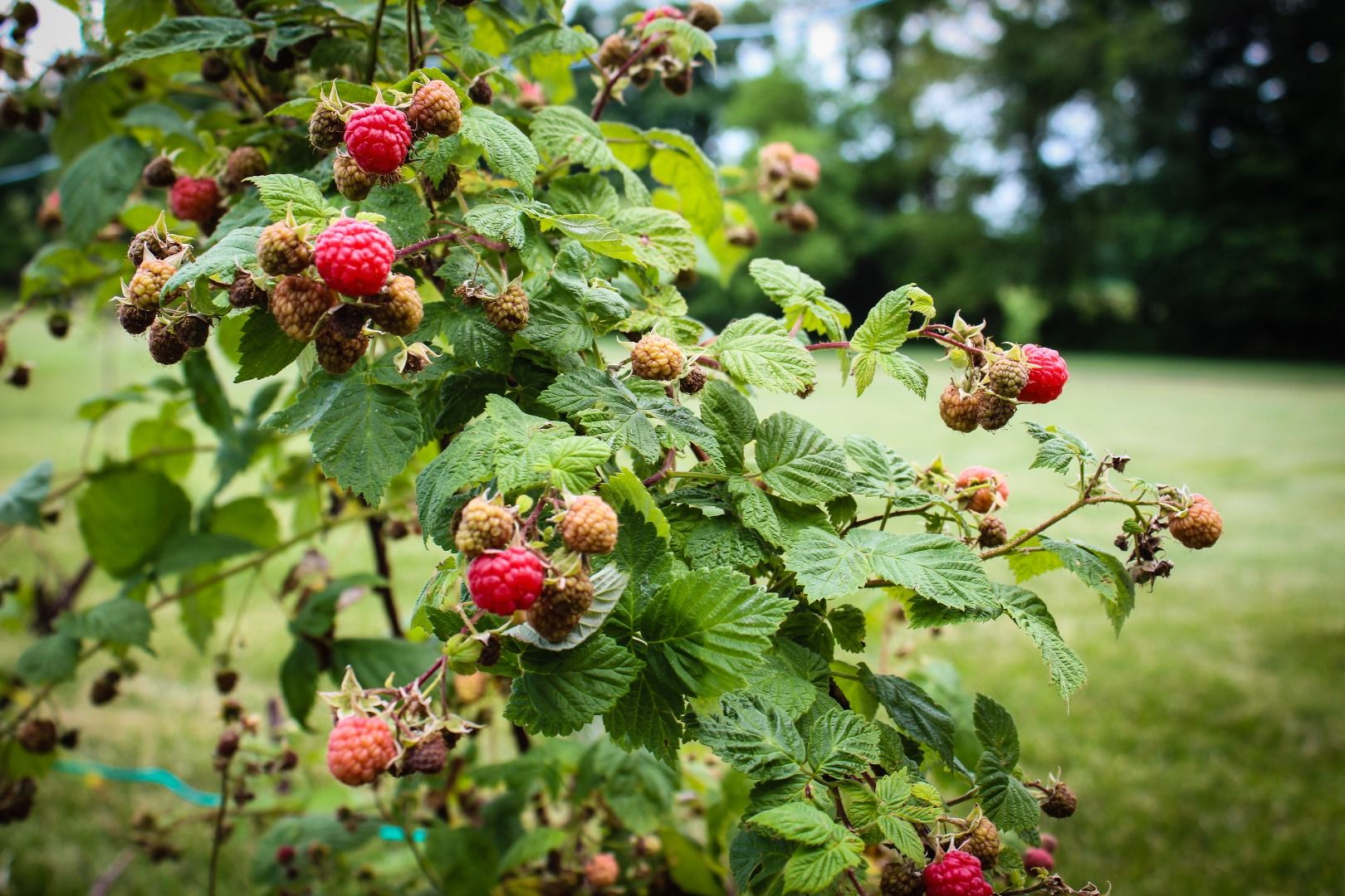 Backyard Raspberries : 17 Steps (with Pictures) - Instructables