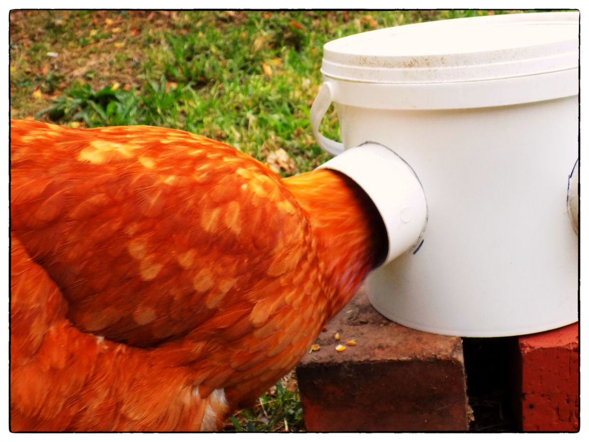 Super Simple Chicken Feeder : 5 Steps (with Pictures) - Instructables