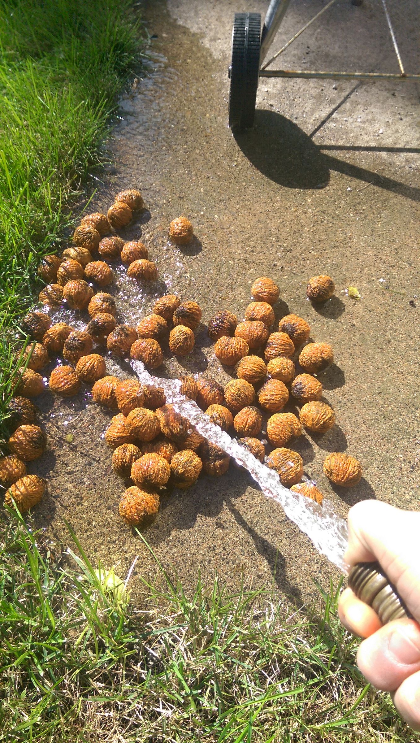 Forage and Process Your Own Black Walnuts! : 6 Steps (with Pictures ...