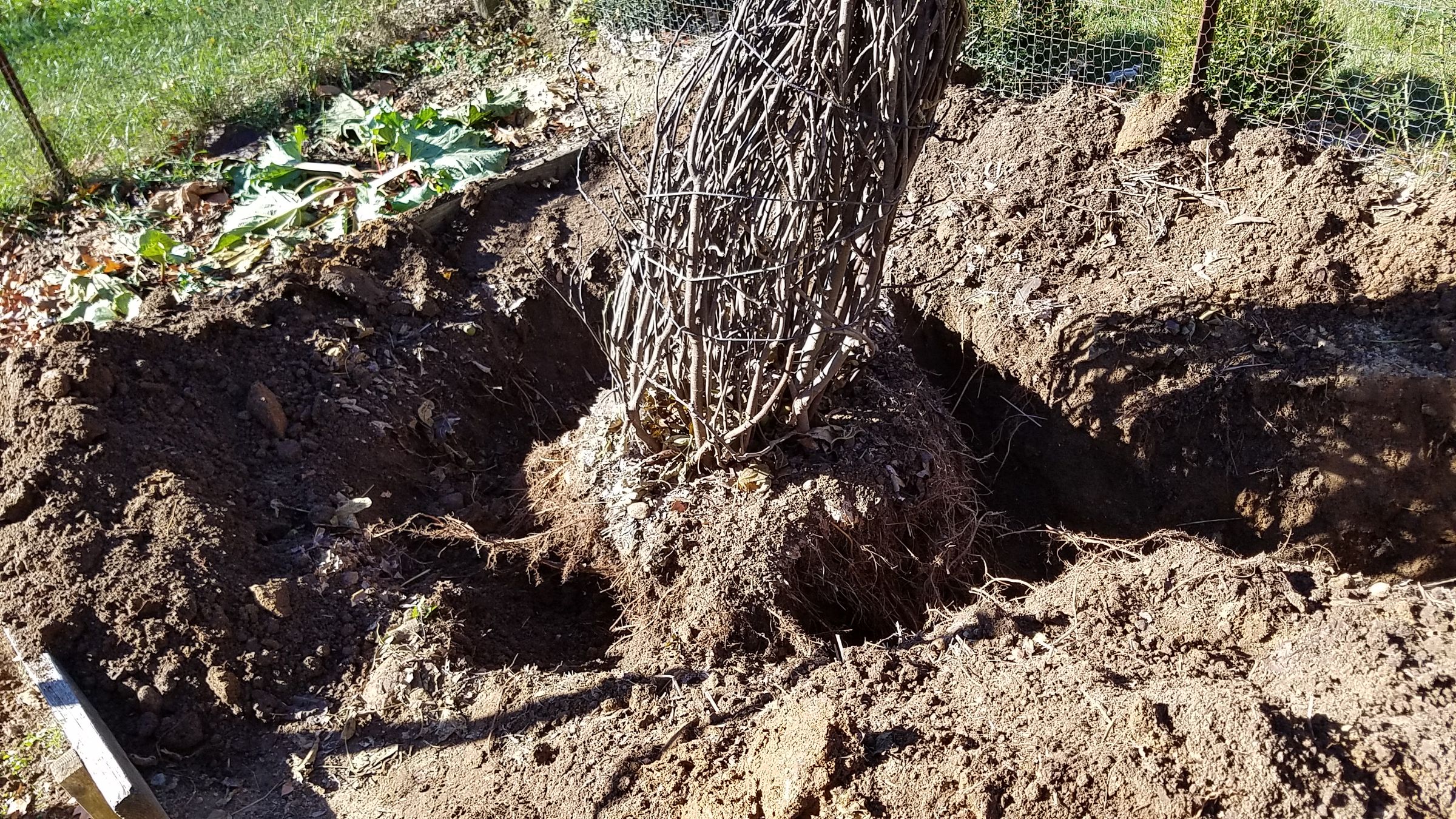 Bury a Fig Tree : 11 Steps (with Pictures) - Instructables