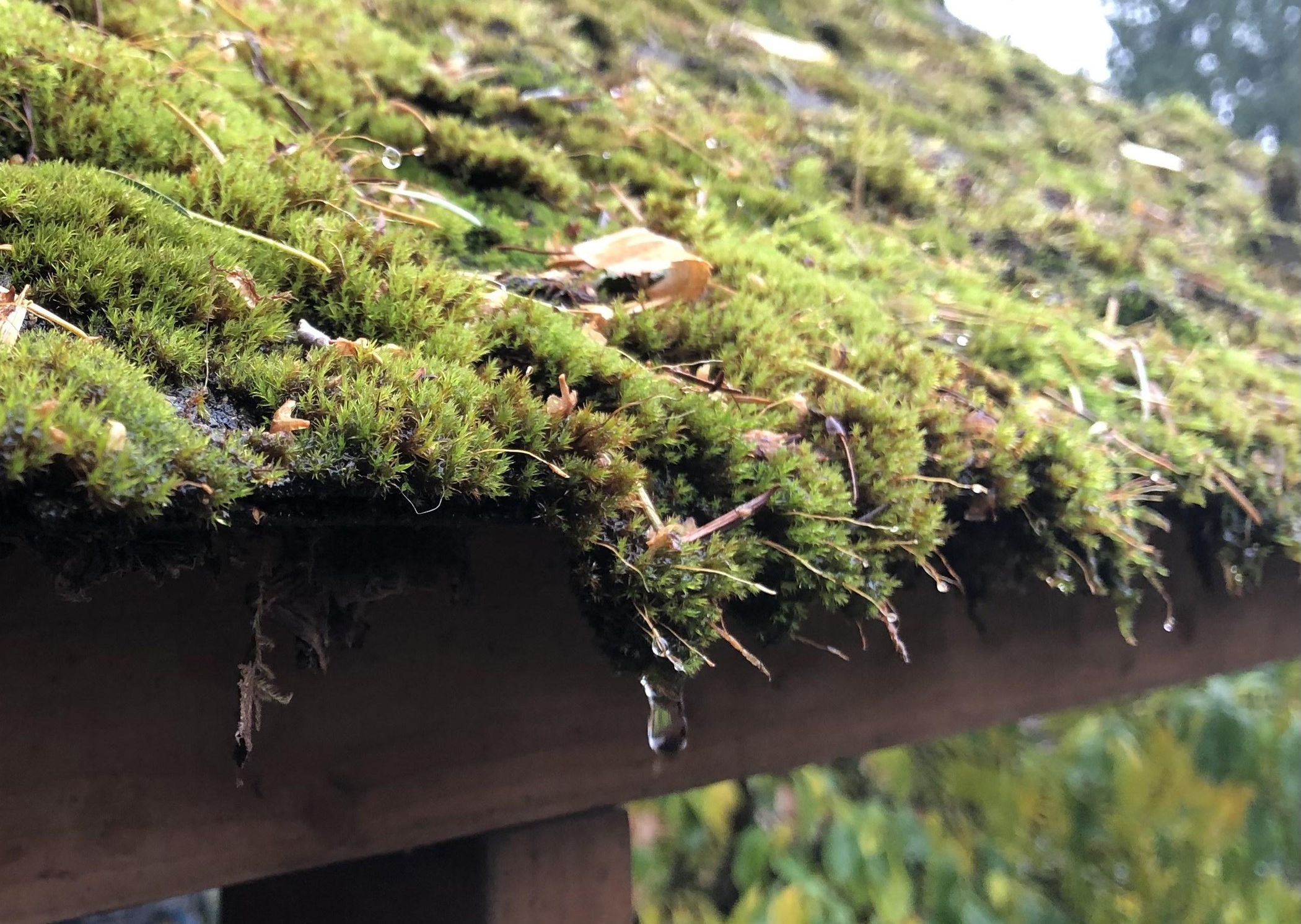 Control Moss With Laundry Detergent : 4 Steps - Instructables