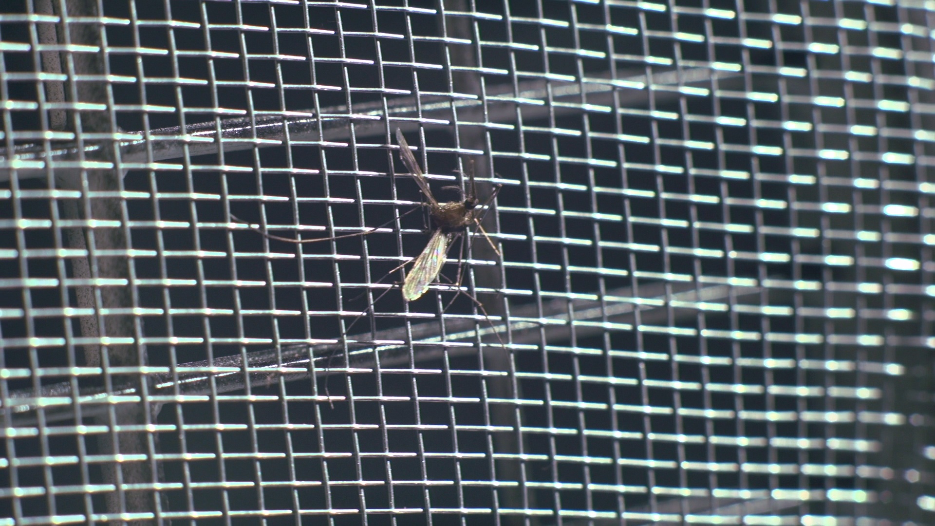 How to Get Rid of Mosquitoes With a Fan & Window Screen : 4 Steps (with ...