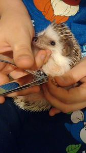How to Take Care of a Hedgehog : 10 Steps (with Pictures) - Instructables