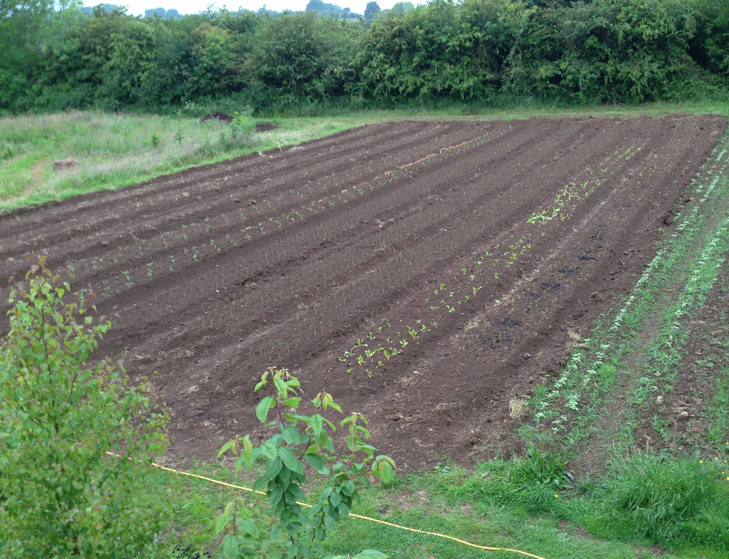 How to Plough or Plow a Field - Basic Instructions : 8 Steps (with ...
