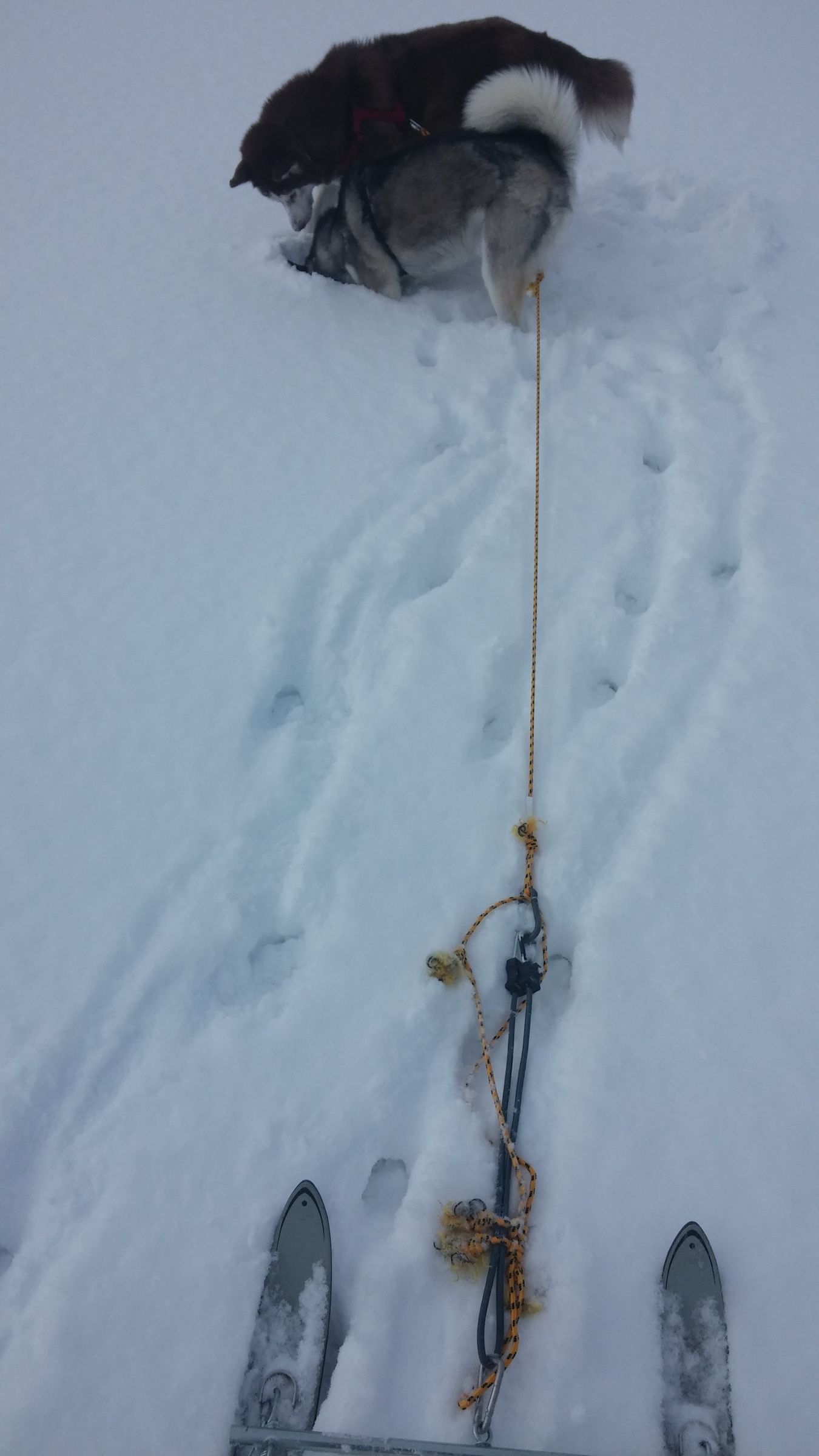 DIY - Homemade Dog Sled / Kick Sled / Snowmobile Sled : 14 Steps (with ...