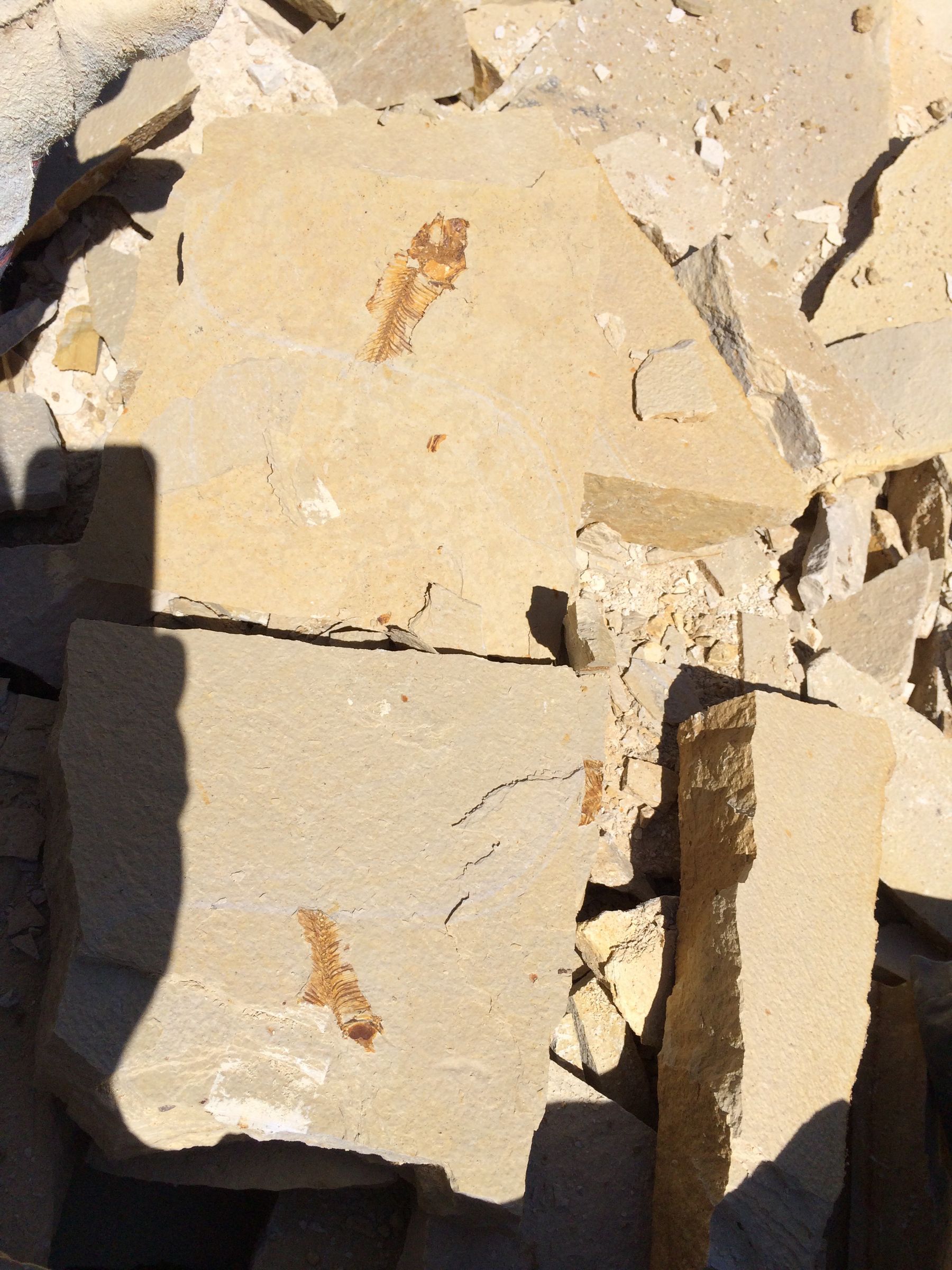 Split Limestone to Find Fossils!! : 4 Steps (with Pictures) - Instructables