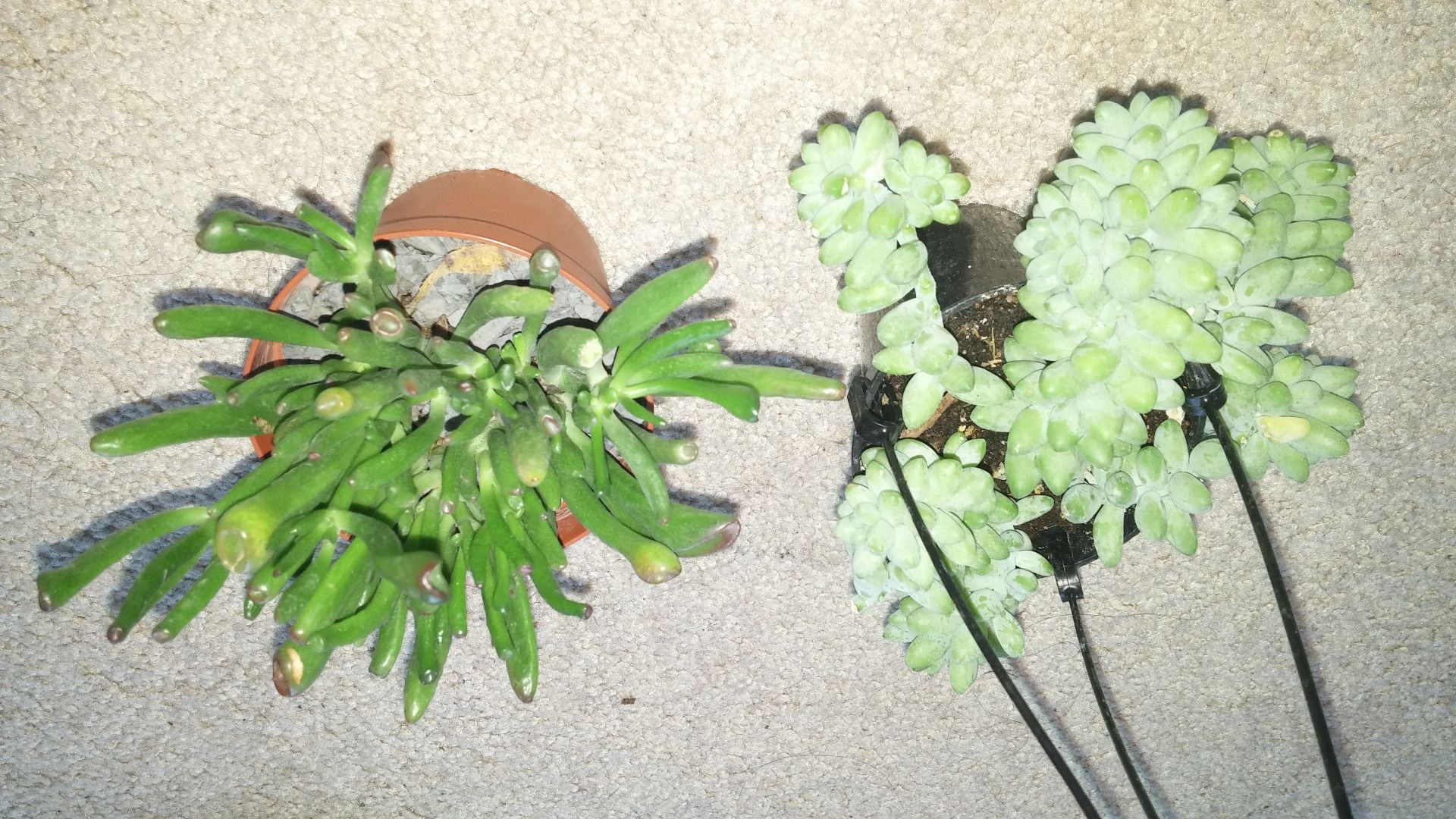 How to QUICKLY Root/Propagate Succulents From Leaves : 8 Steps (with ...