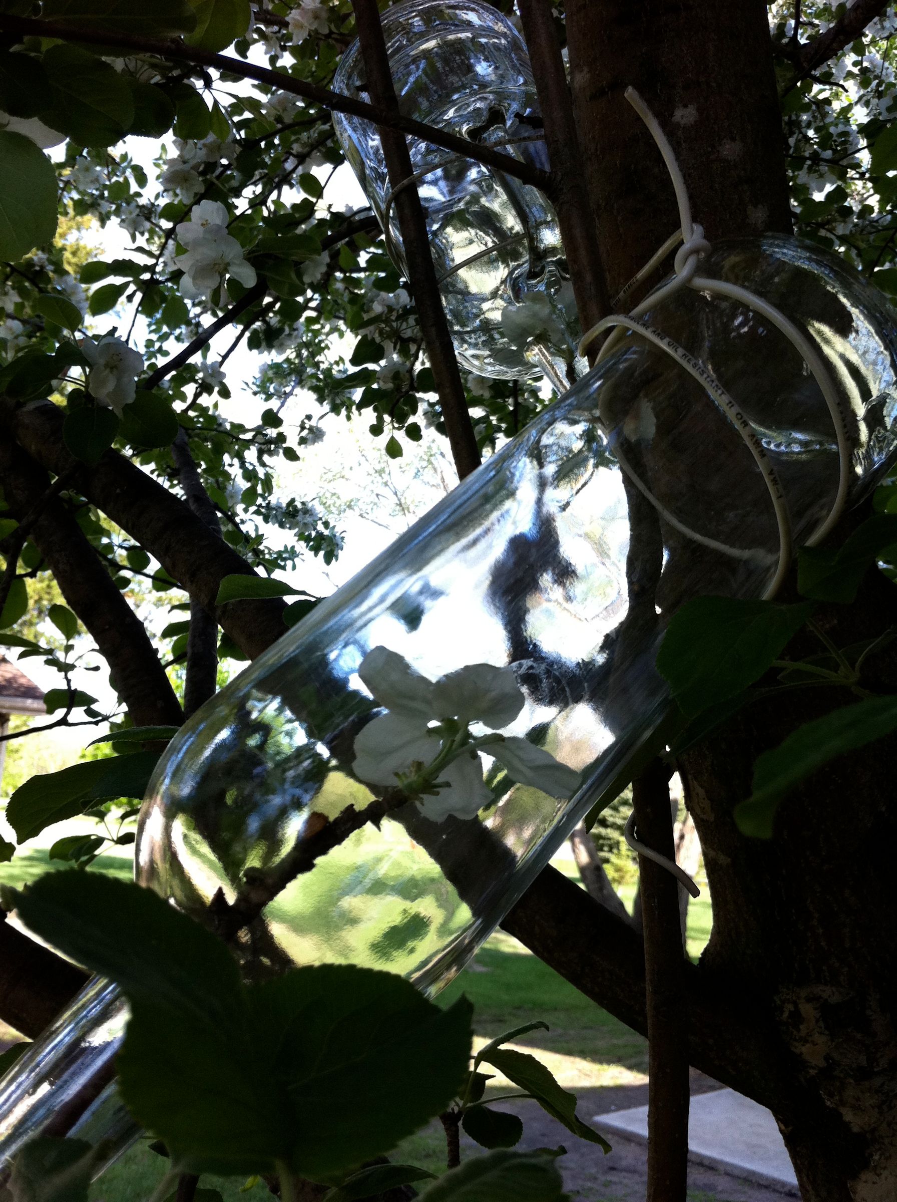 How to Grow an Apple in a Bottle : 15 Steps (with Pictures) - Instructables