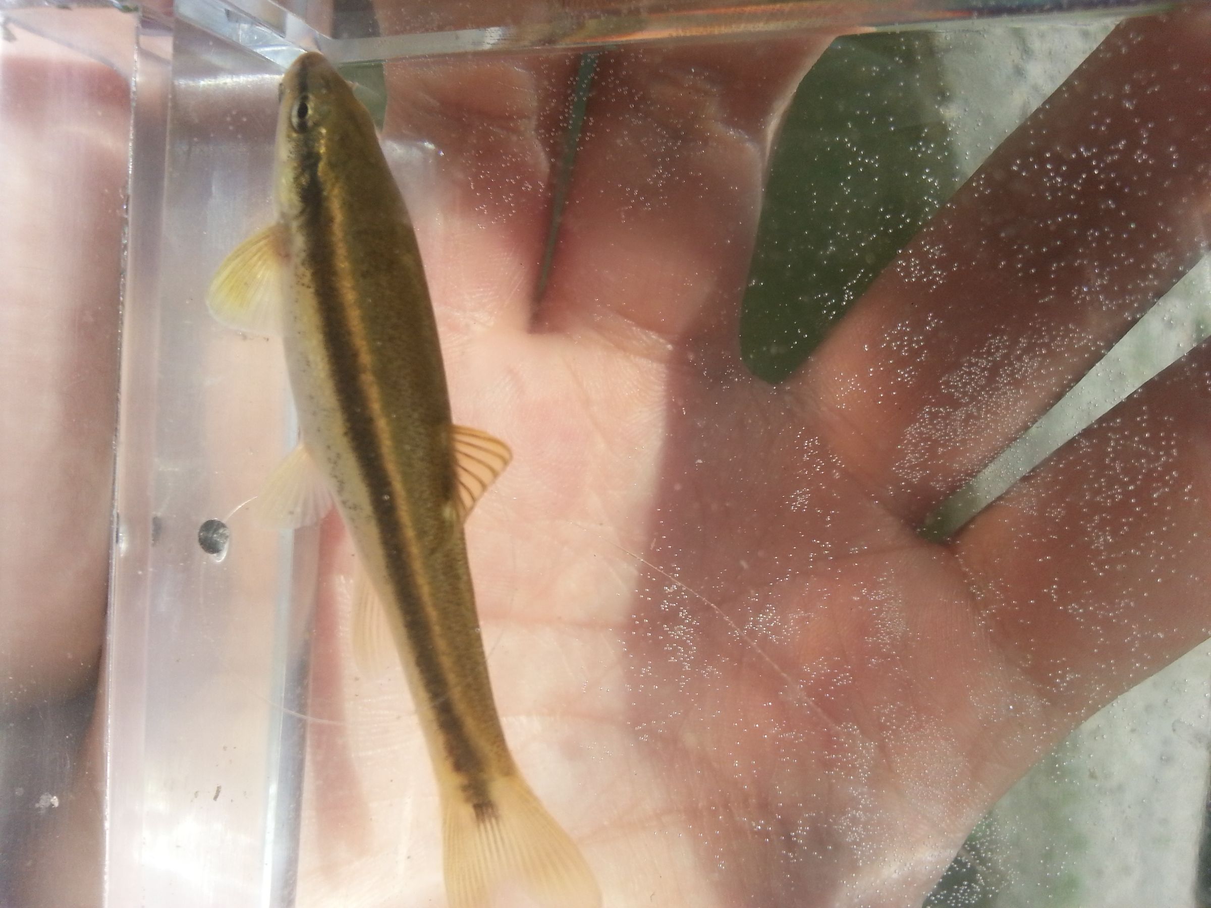 Budget Microfishing : 8 Steps (with Pictures) - Instructables