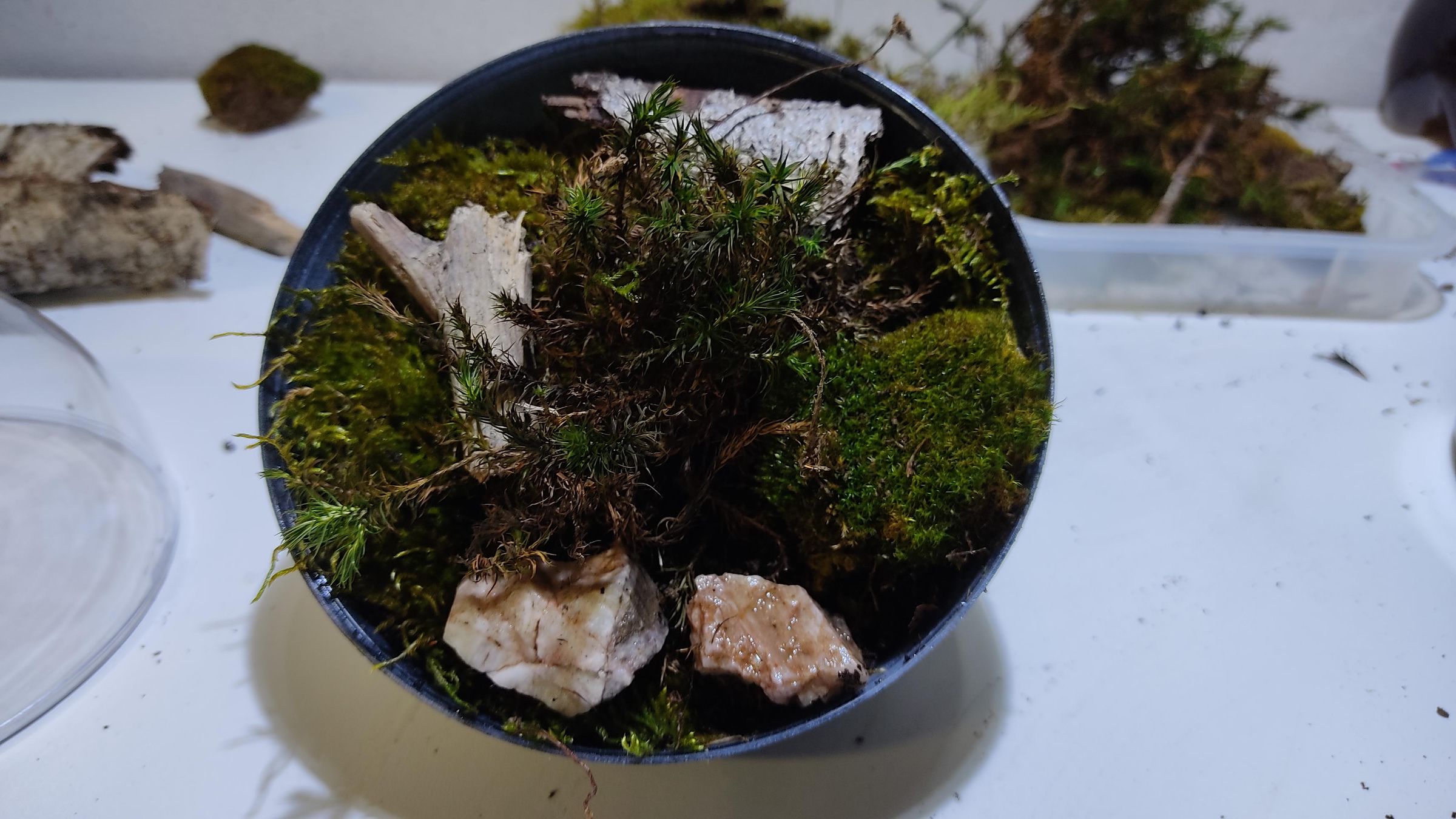 Desktop Spherical Moss Terrarium : 8 Steps (with Pictures) - Instructables