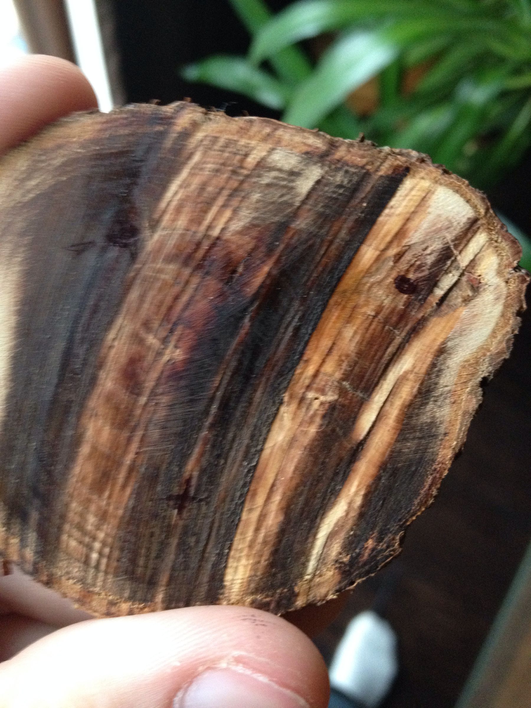 Wooden Belt Buckle : 6 Steps (with Pictures) - Instructables