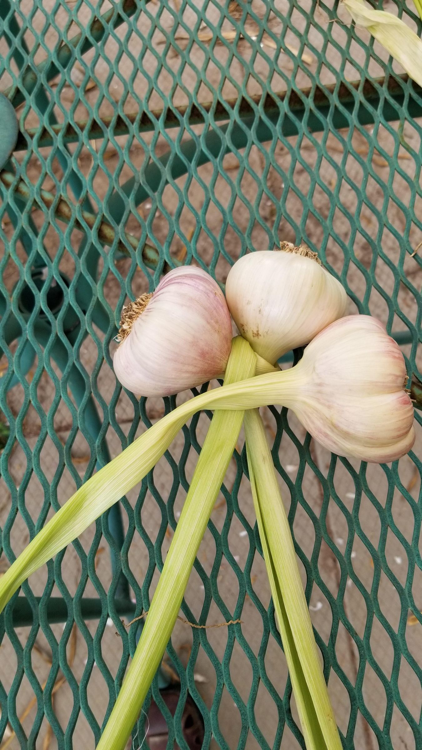 Garlic Gardening : 49 Steps (with Pictures) - Instructables