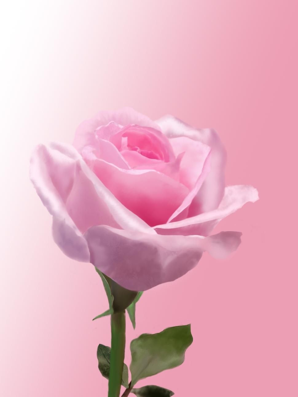 Digital Painting of a Rose : 3 Steps - Instructables