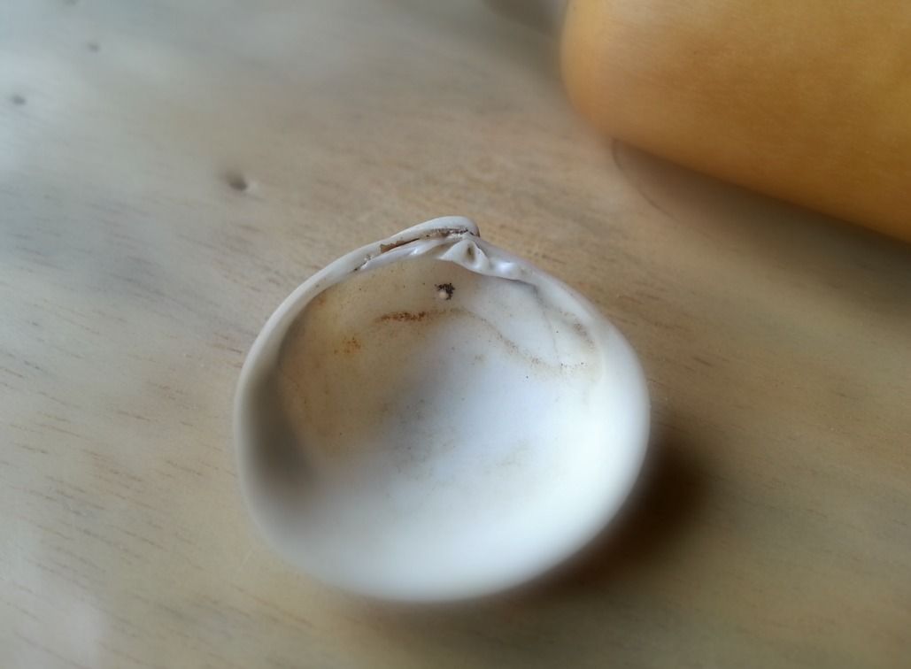 DIY Sea Shell Earrings : 4 Steps (with Pictures) - Instructables