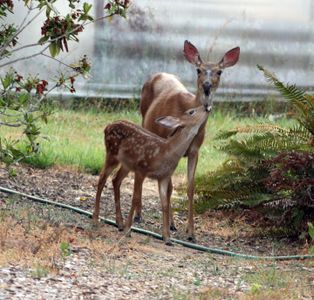 Kinetic Fence Art / Deer Deterrent : 13 Steps (with Pictures ...