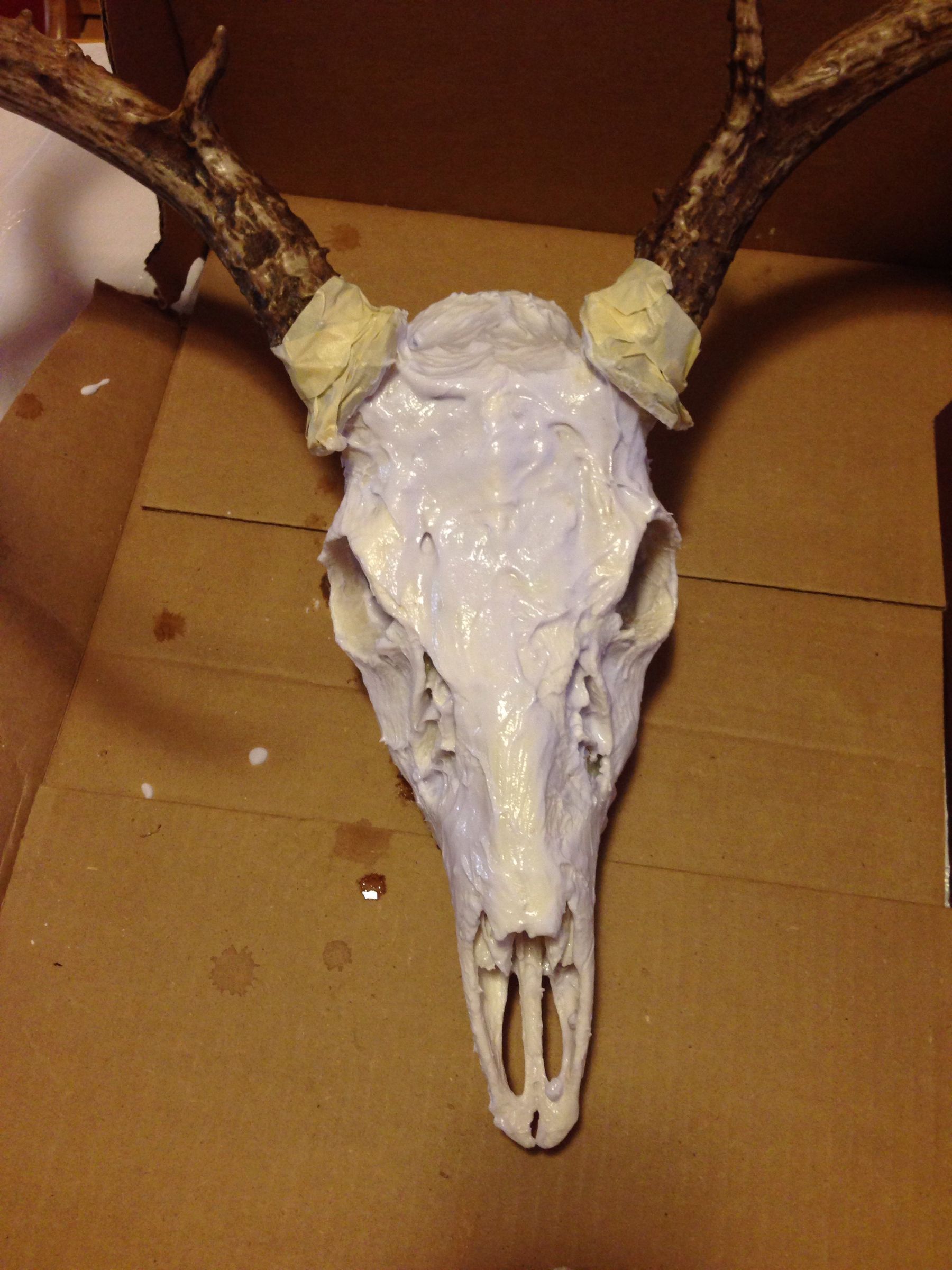 European Mounted Deer : 10 Steps - Instructables