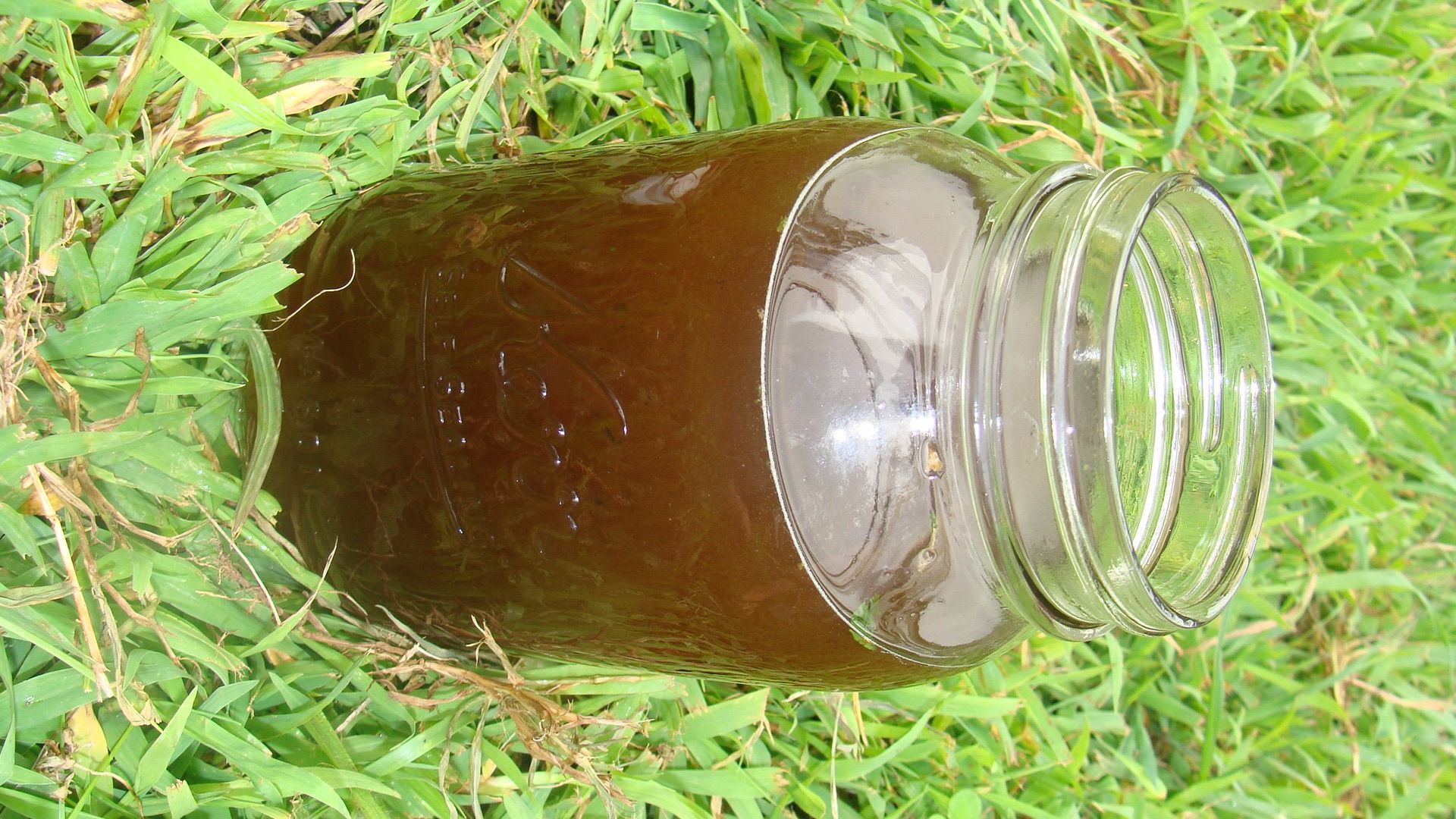 Cold Brew Wild Mint Tea : 6 Steps (with Pictures) - Instructables