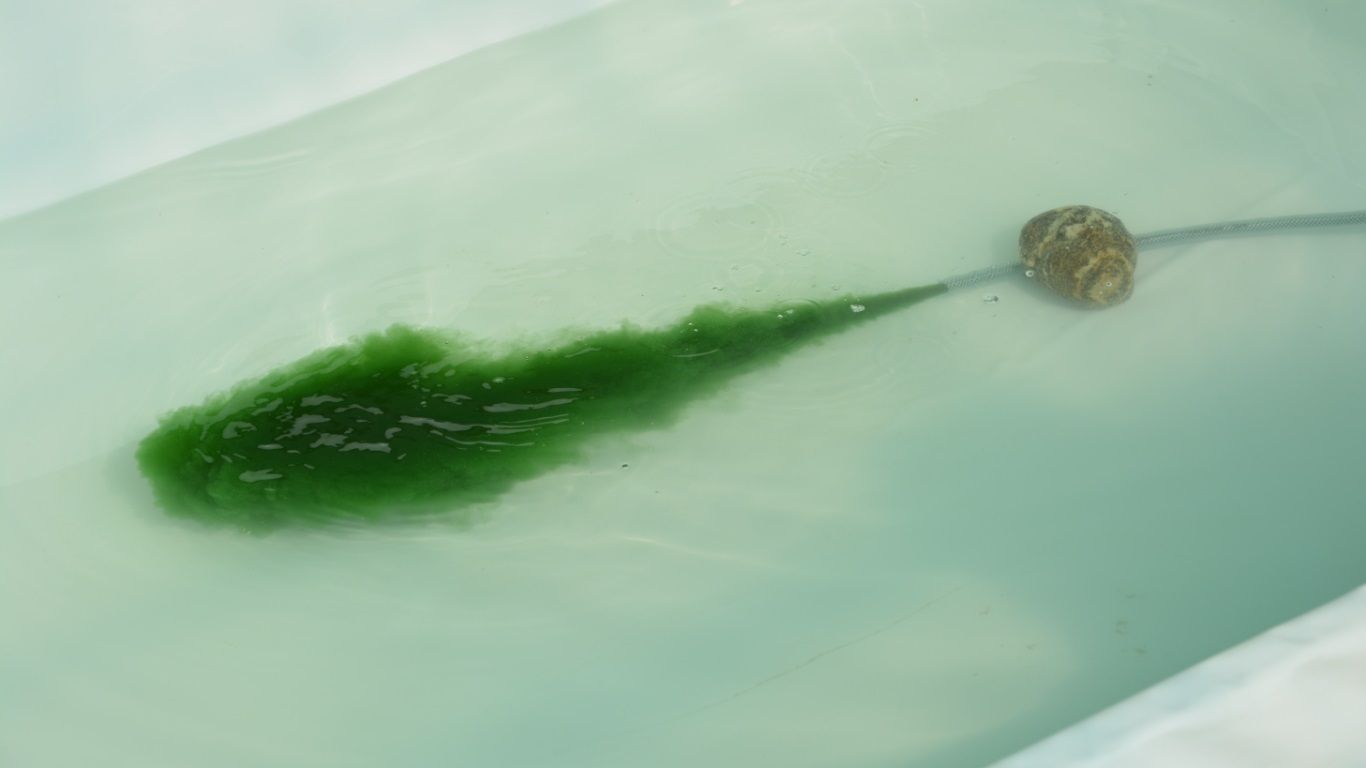 Homemade Low-tech Organic Spirulina Culture : 19 Steps - Instructables