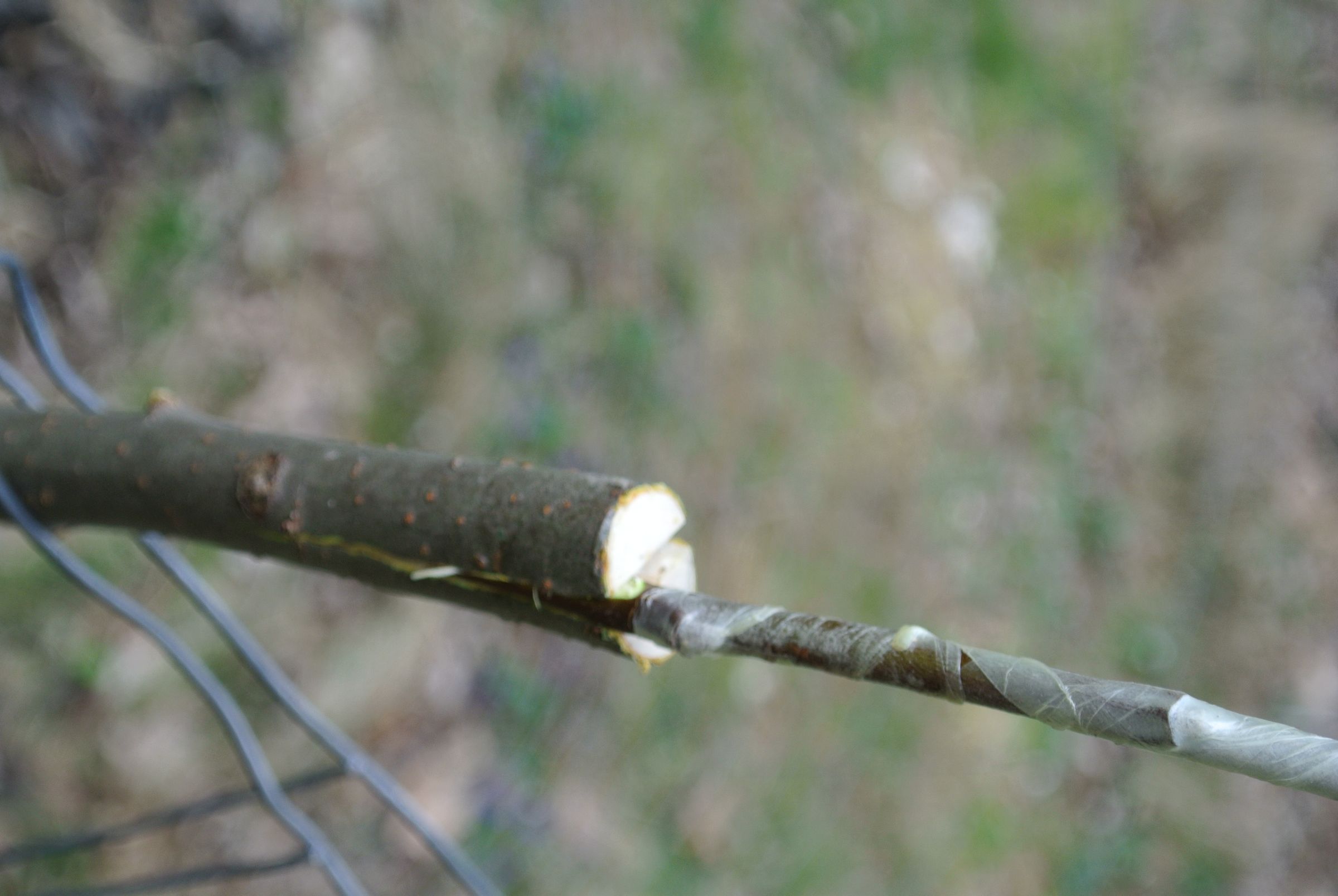 Grafting a Multi-variety Apple Tree. : 10 Steps (with Pictures ...