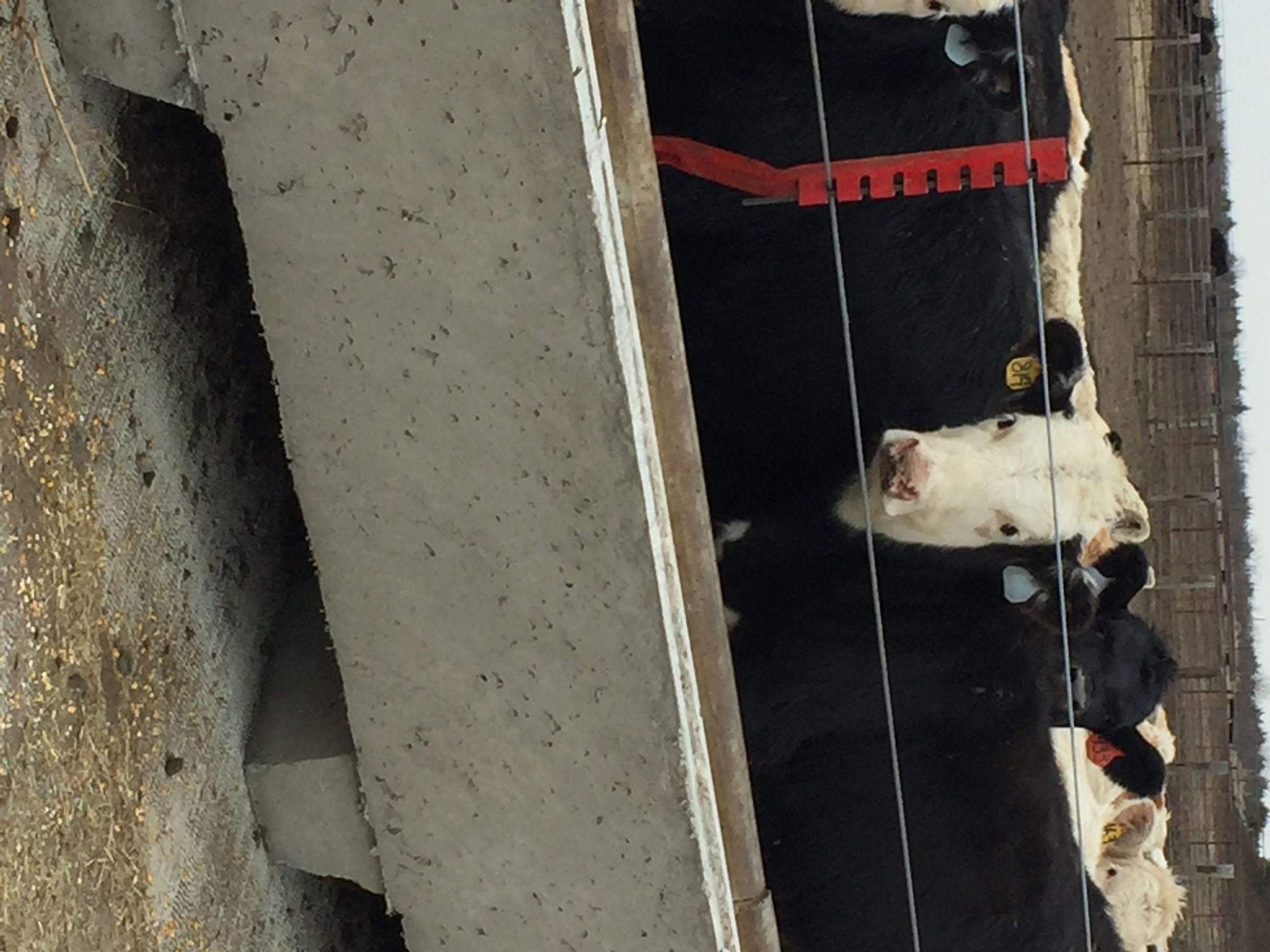 How to Properly Tag Cattle : 8 Steps (with Pictures) - Instructables