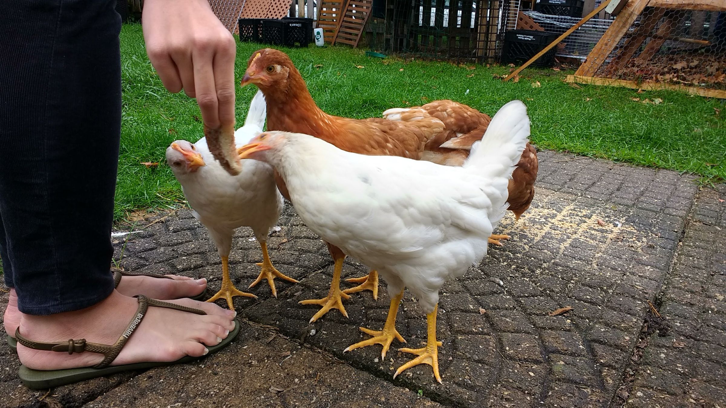 A-Frame Chicken Coop: Redux : 8 Steps (with Pictures) - Instructables