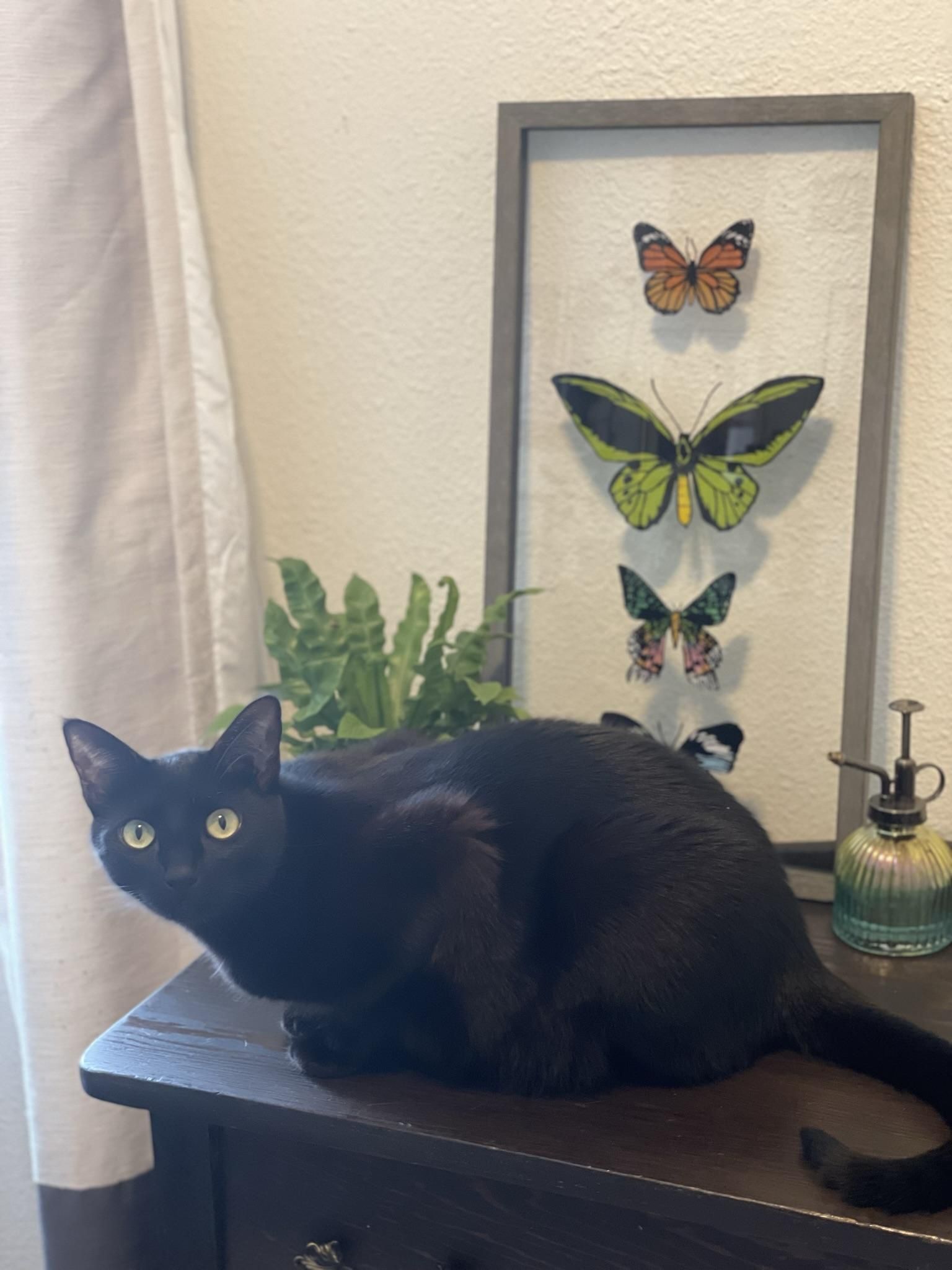 Painted Butterfly Mounts : 6 Steps (with Pictures) - Instructables