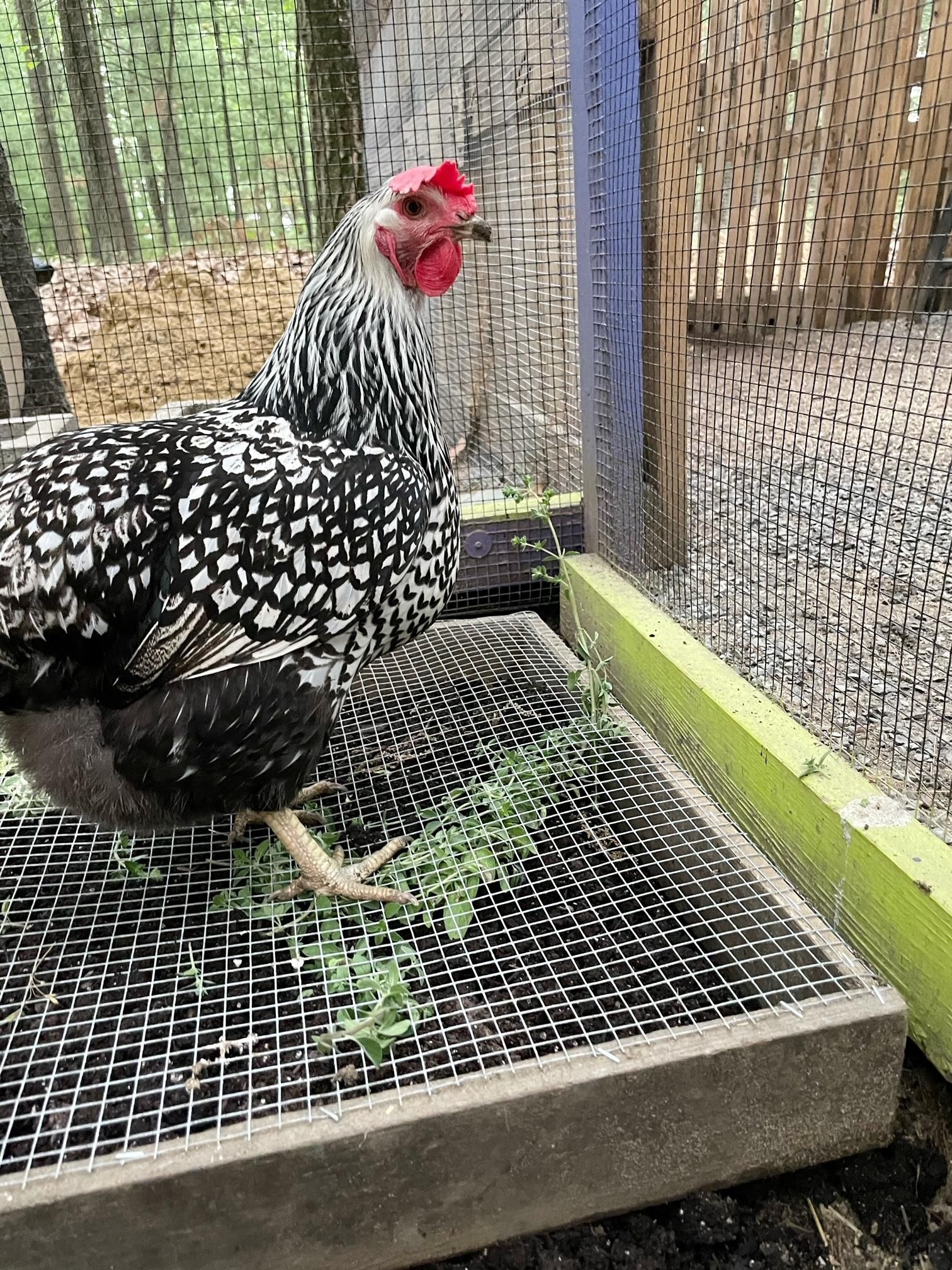 Grazing Frame for Backyard Chickens : 5 Steps (with Pictures ...