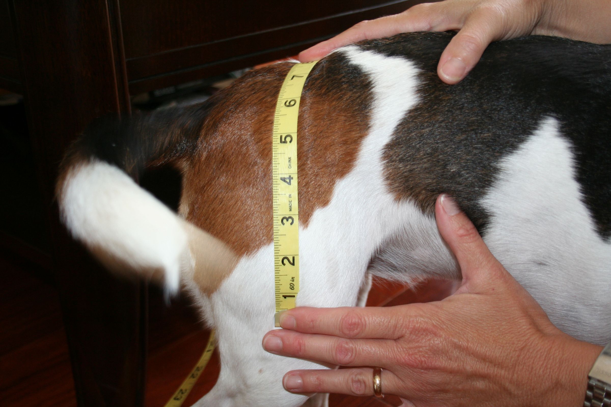 Underdog Cape for Your Dog!! : 6 Steps - Instructables