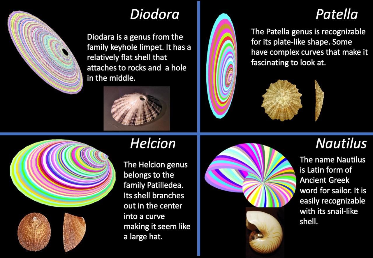 How to Generate and 3D Print Seashells and ... Other Mollusks! : 7 ...