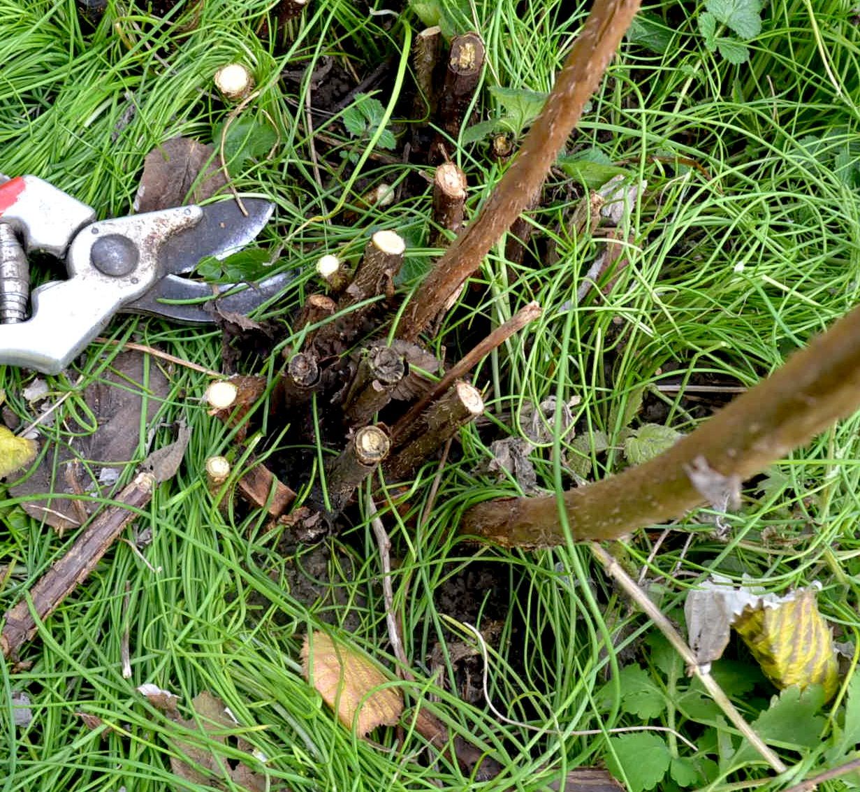 RASPBERRY PLANTS WINTER CARE : 8 Steps - Instructables