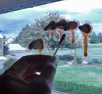 Creepy Halloween Fingers : 5 Steps (with Pictures) - Instructables